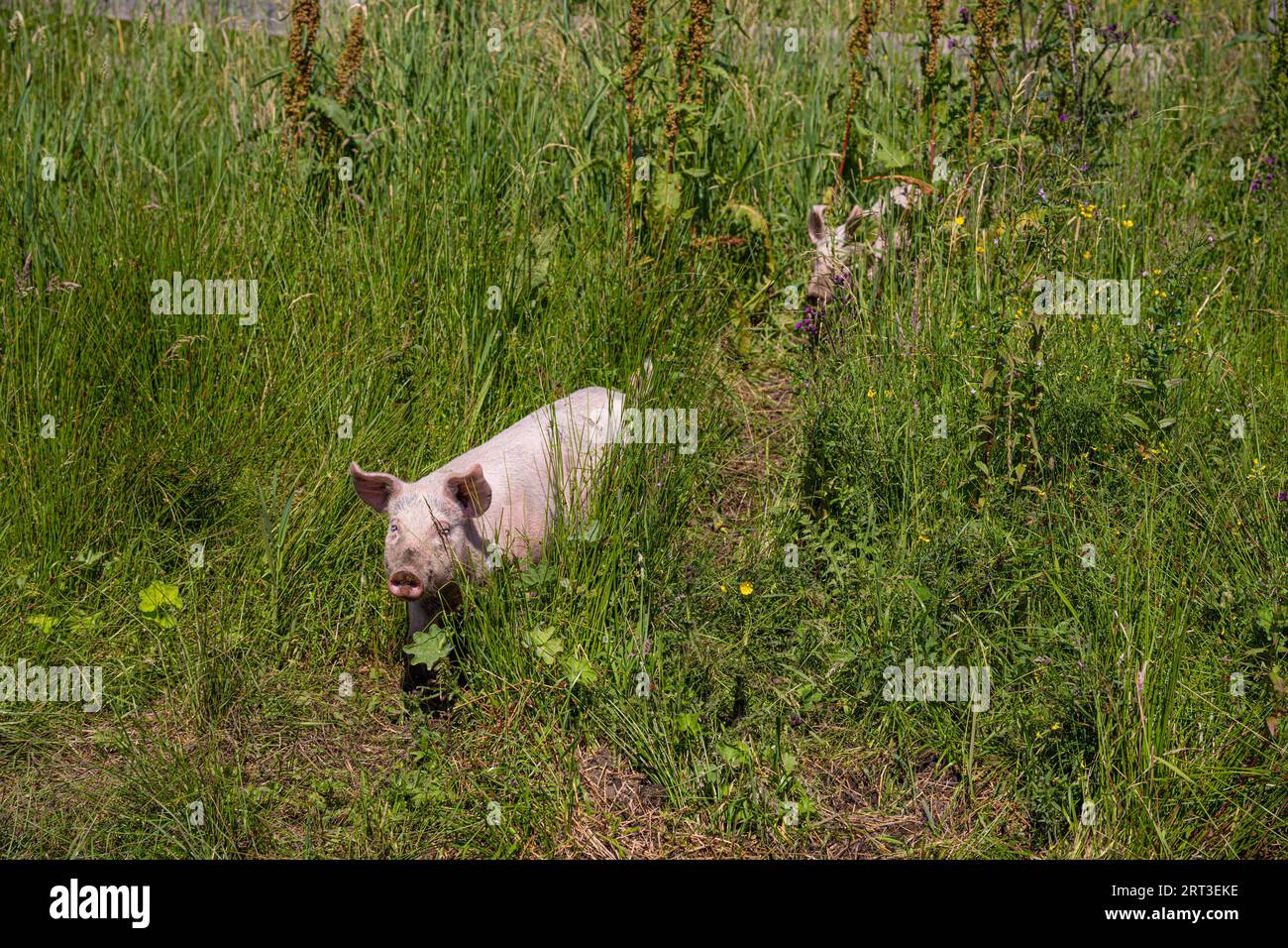Pigs running through hi-res stock photography and images - Alamy