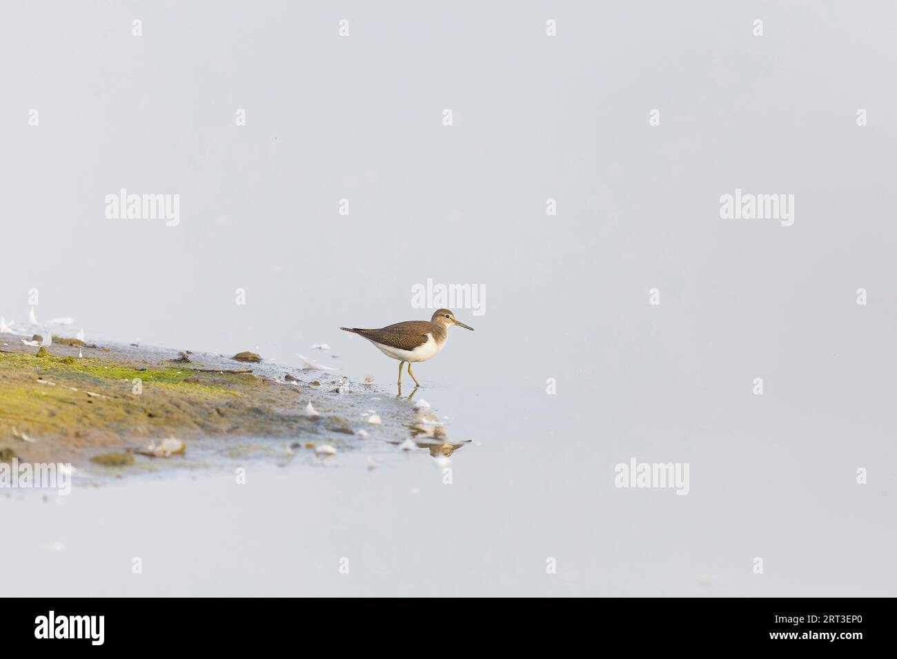 Common sandpiper Actitis hypoleucos, adult wading, Minsmere RSPB ...