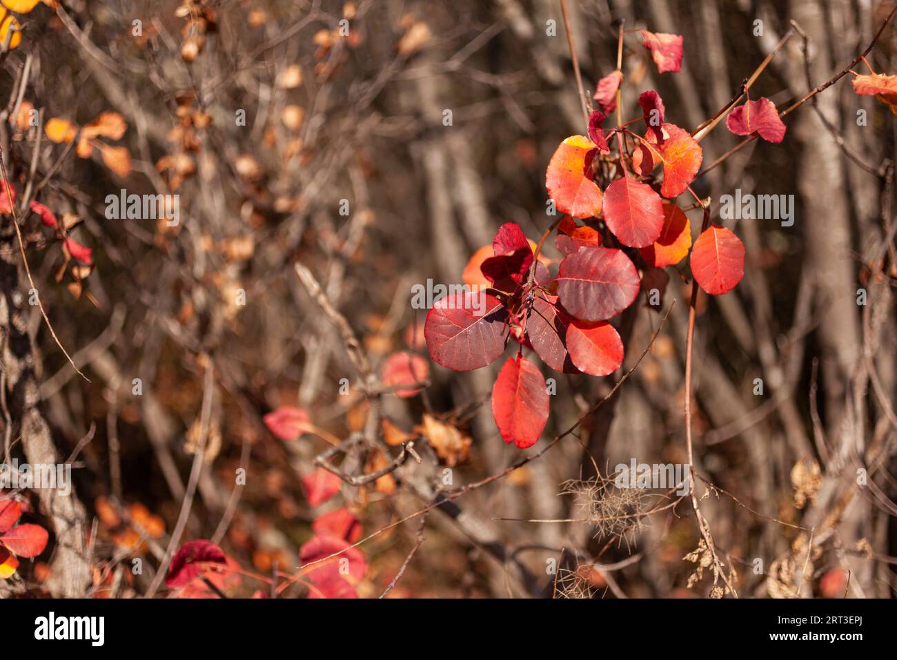 Close up of European smoke tree, Cotinus coggygria, Skocjanske Park ...