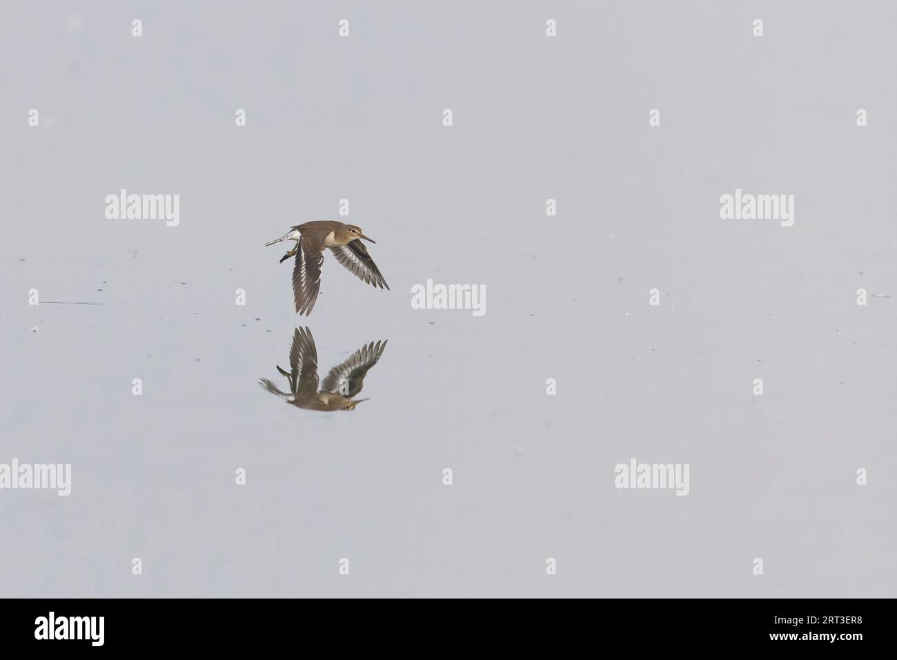 Common sandpiper Actitis hypoleucos, adult flying, Minsmere RSPB ...