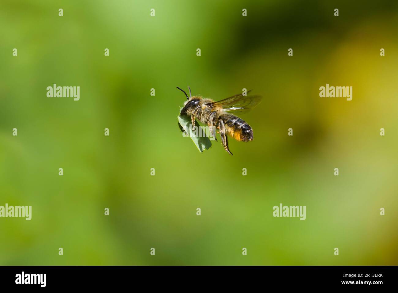 Wood-carving leafcutter bee Megachile ligniseca, adult female flying ...