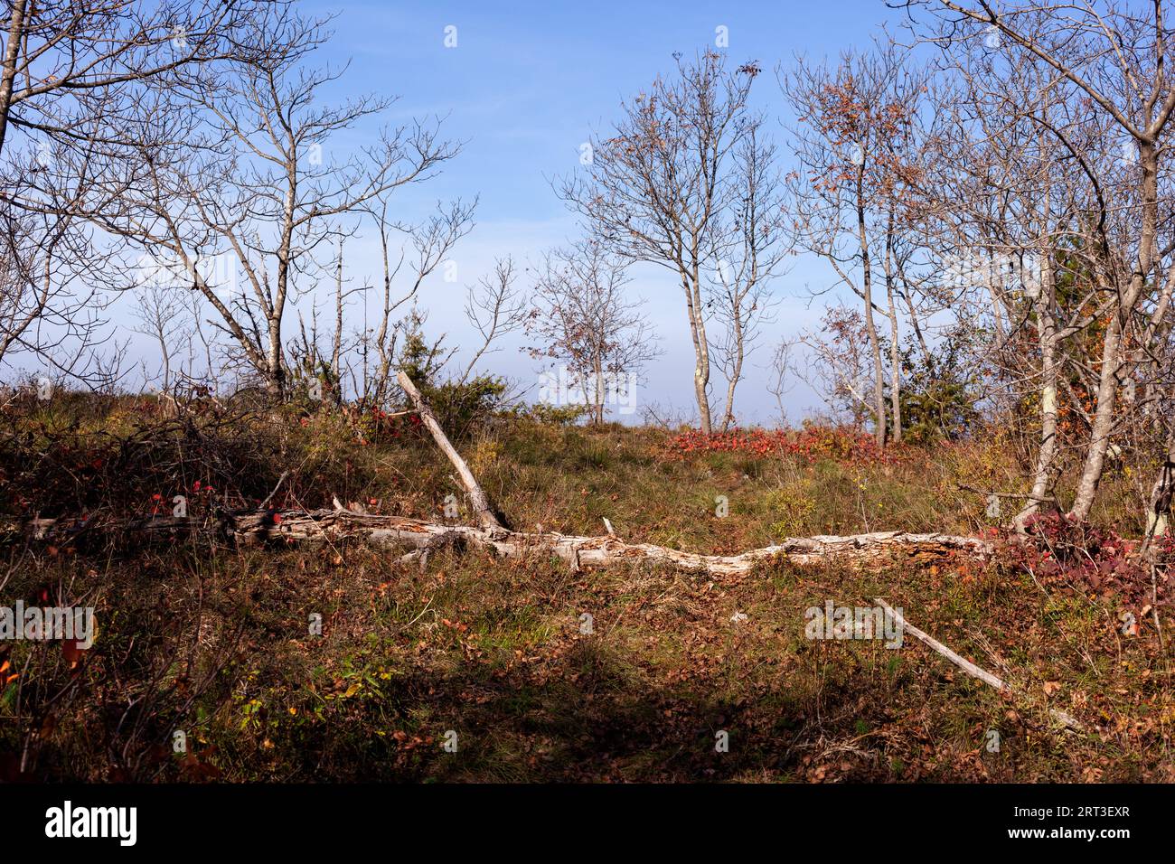 Fallen tree stump lying hi-res stock photography and images - Alamy