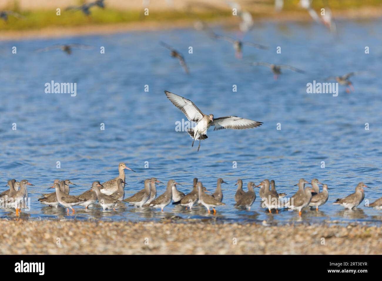 Black-tailed godwit Limosa limosa, winter plumage adult flying to join ...