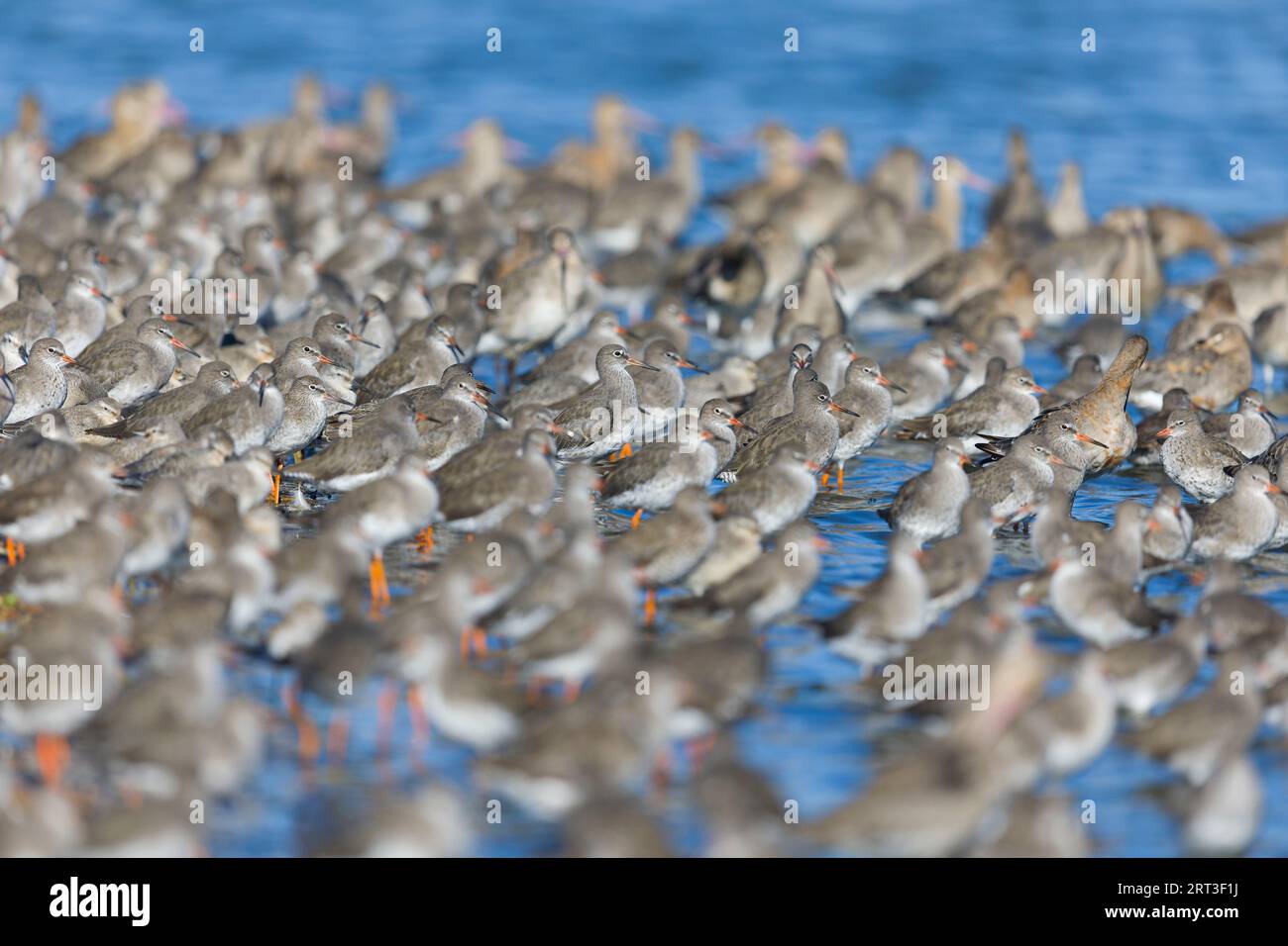 Common redshank Tringa totanus, flock roosting at high tide, Snettisham ...