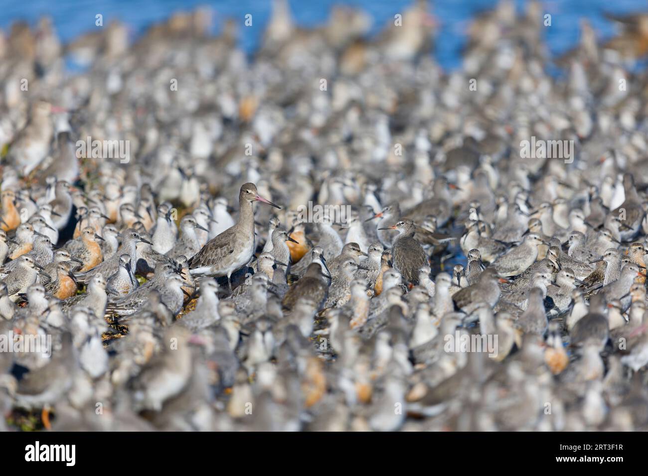 Black-tailed godwit Limosa limosa, winter plumage adult, Common ...