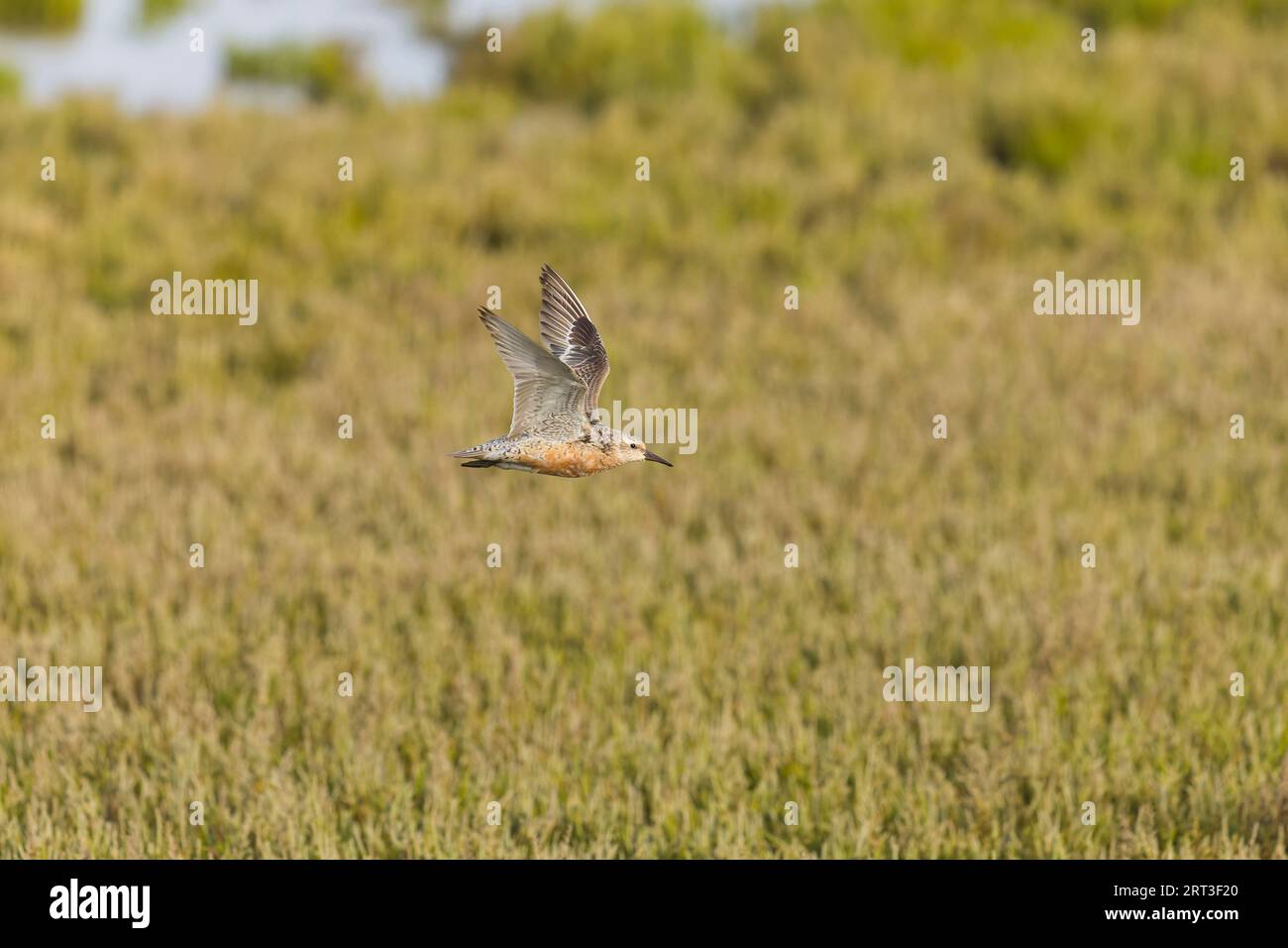 Red knot Calidris canutus, adult in post breeding plumage flying ...