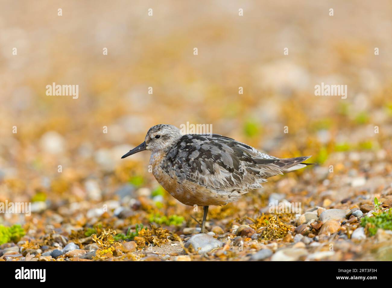 Red knot Calidris canutus, adult in post breeding plumage standing on ...