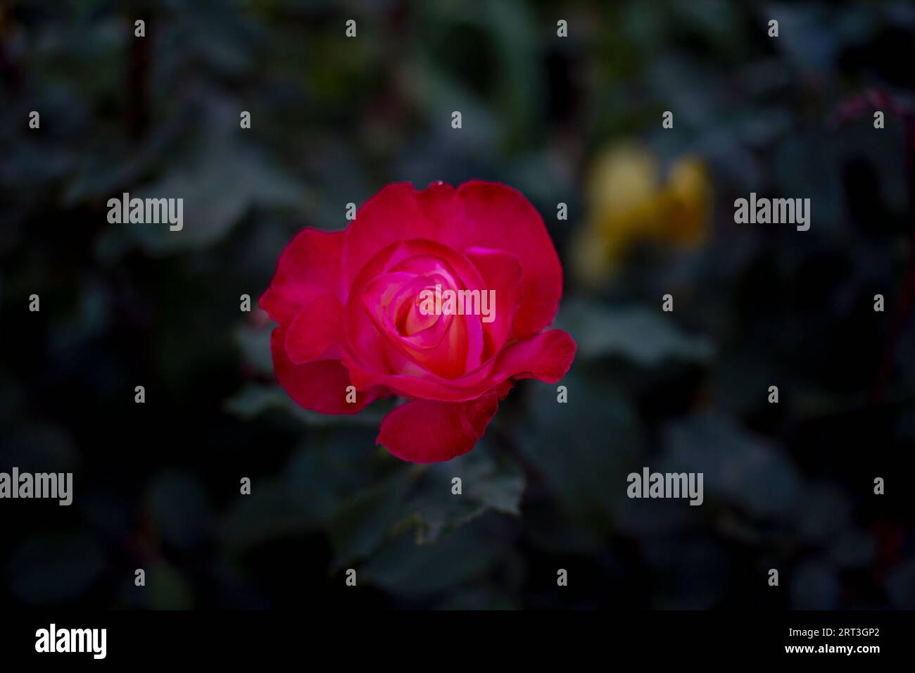 Beautiful bright red rose flowers and buds, growing in the garden ...