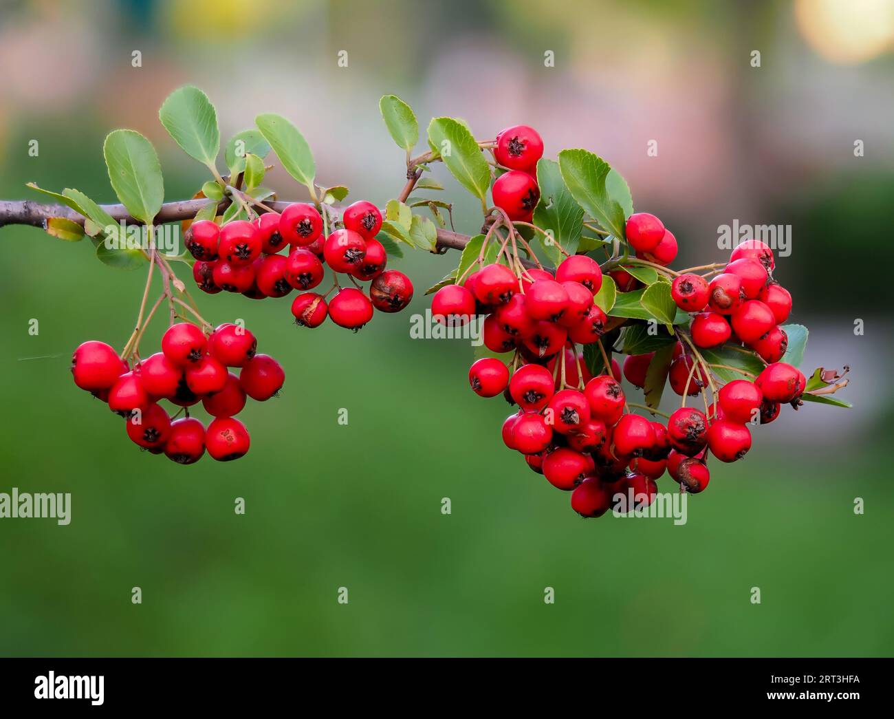 scarlet firefly,Pyracantha coccinea, a deciduous shrub of the Rosaceae ...