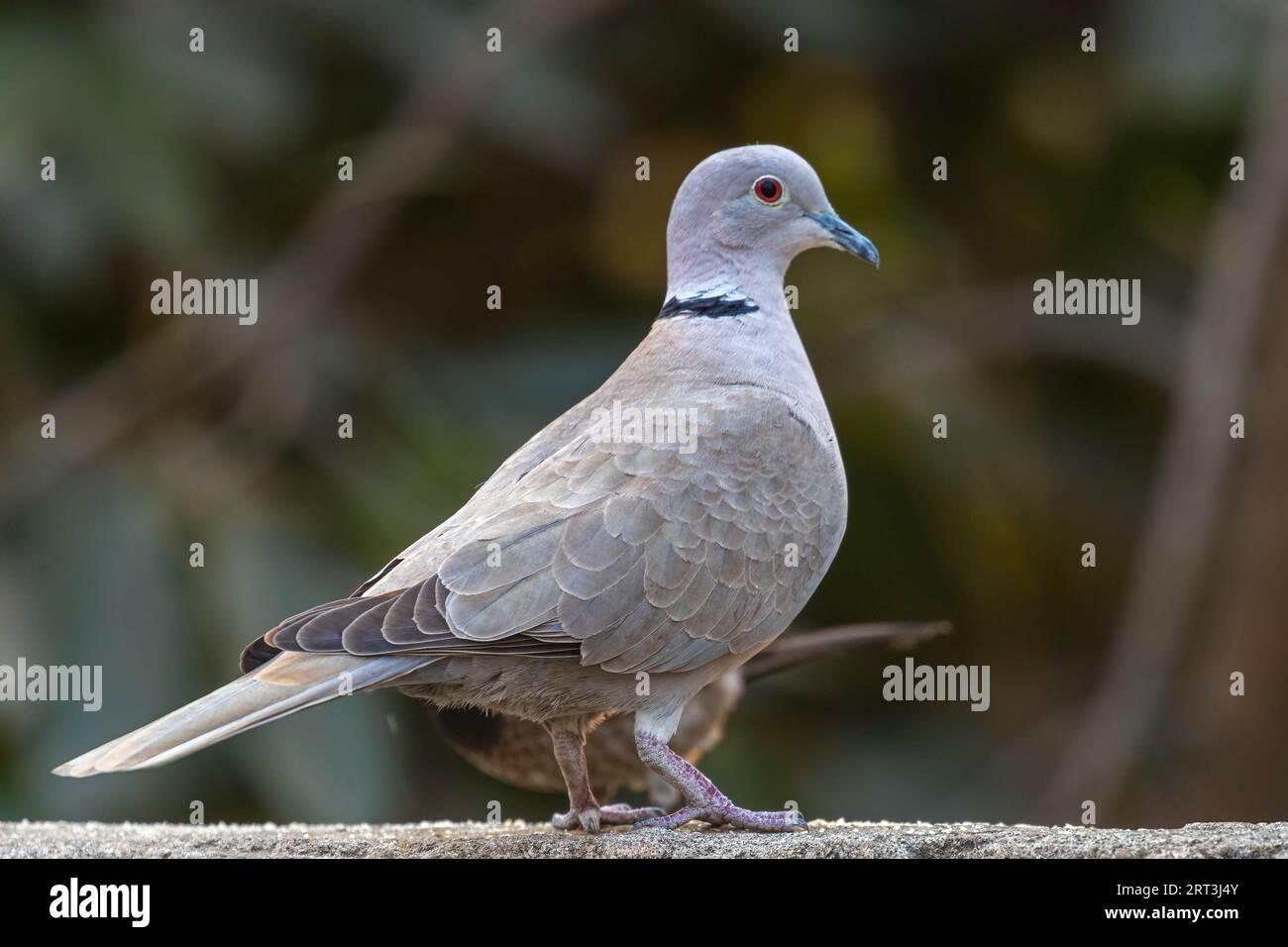 Pigeon with white collar hi-res stock photography and images - Alamy