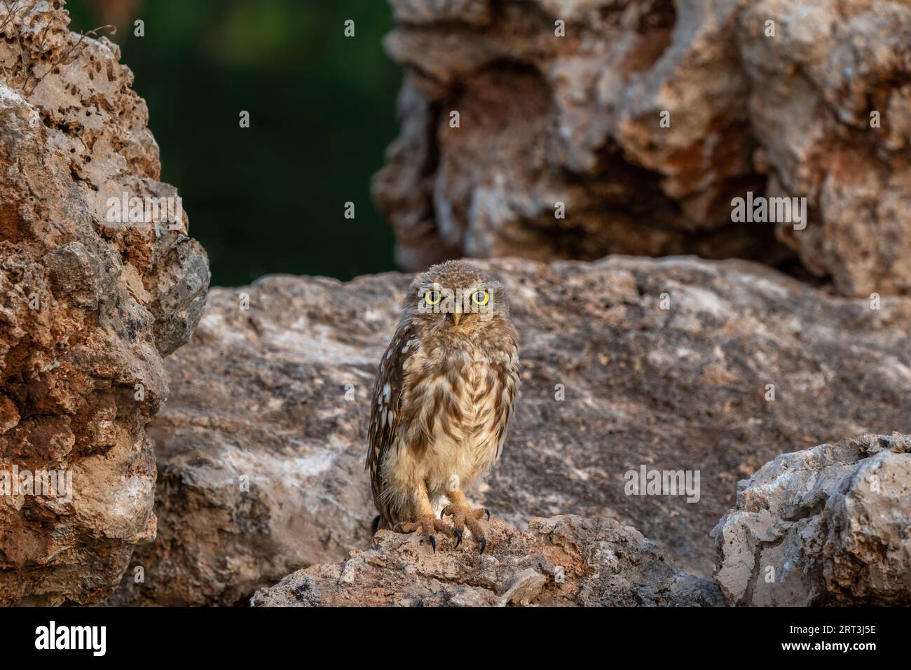 Little owl sunbathing in front of its nest at sunset Stock Photo - Alamy