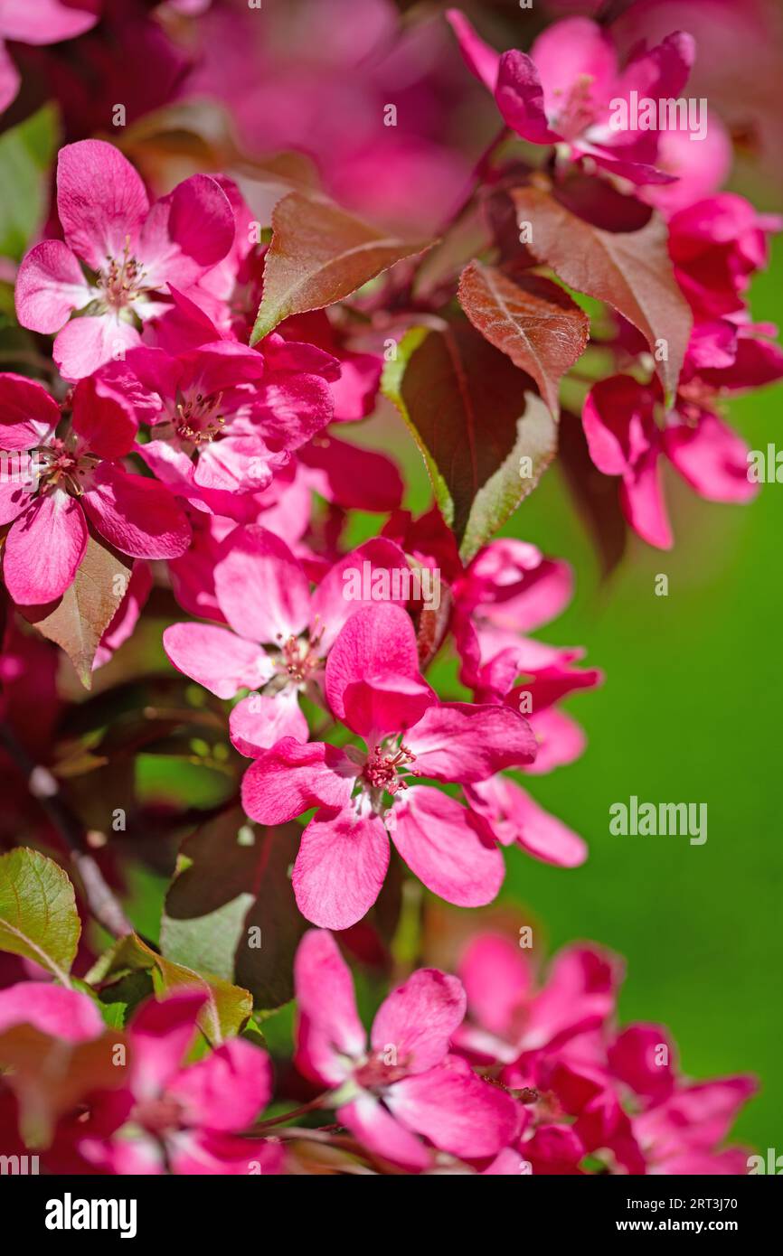 Flowering ornamental apple tree in spring Stock Photo - Alamy