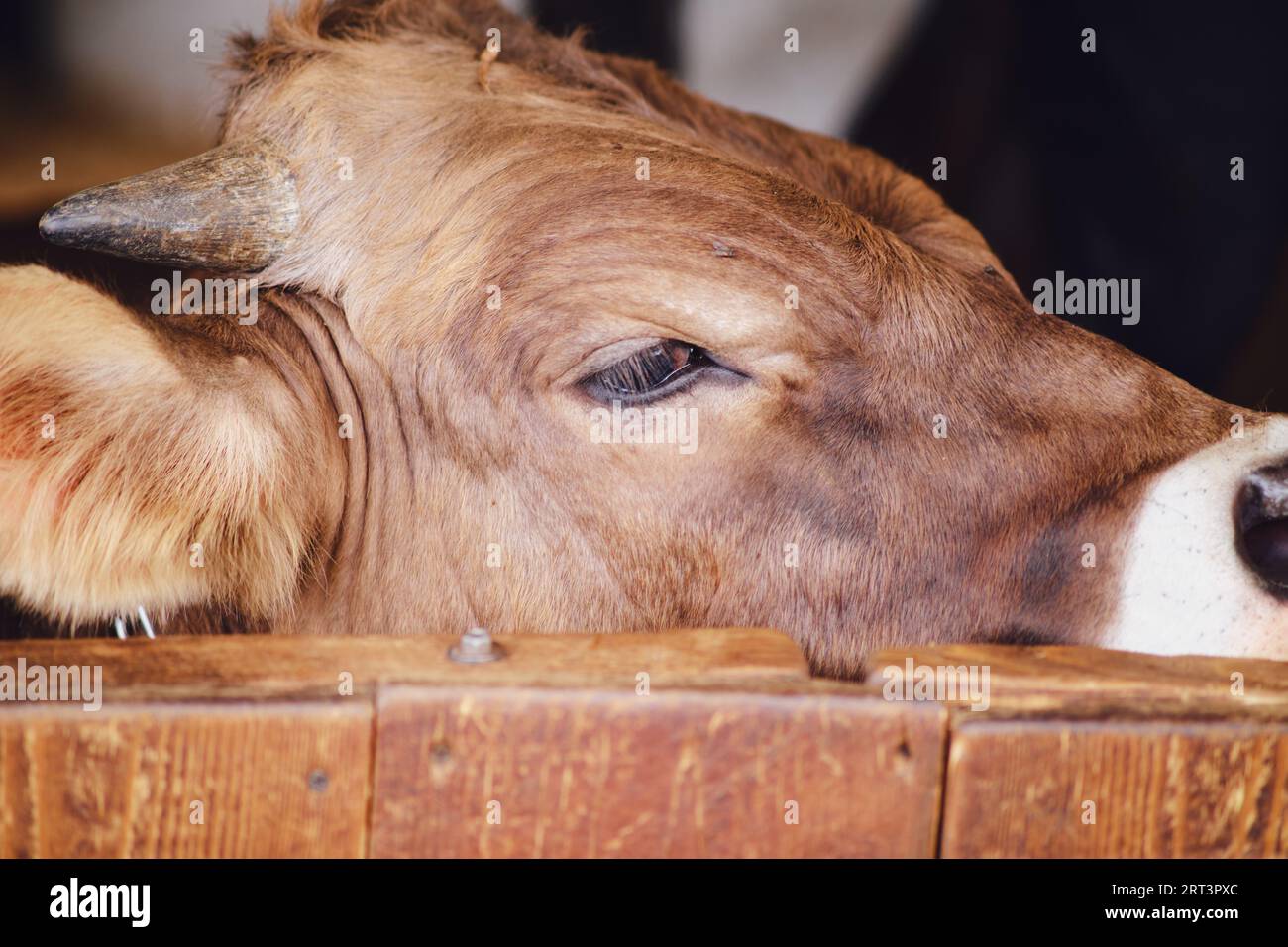 Sad cow eyes hi-res stock photography and images - Alamy