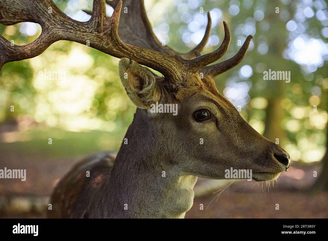 Deer close-up in the evening forest in Denmark Stock Photo - Alamy