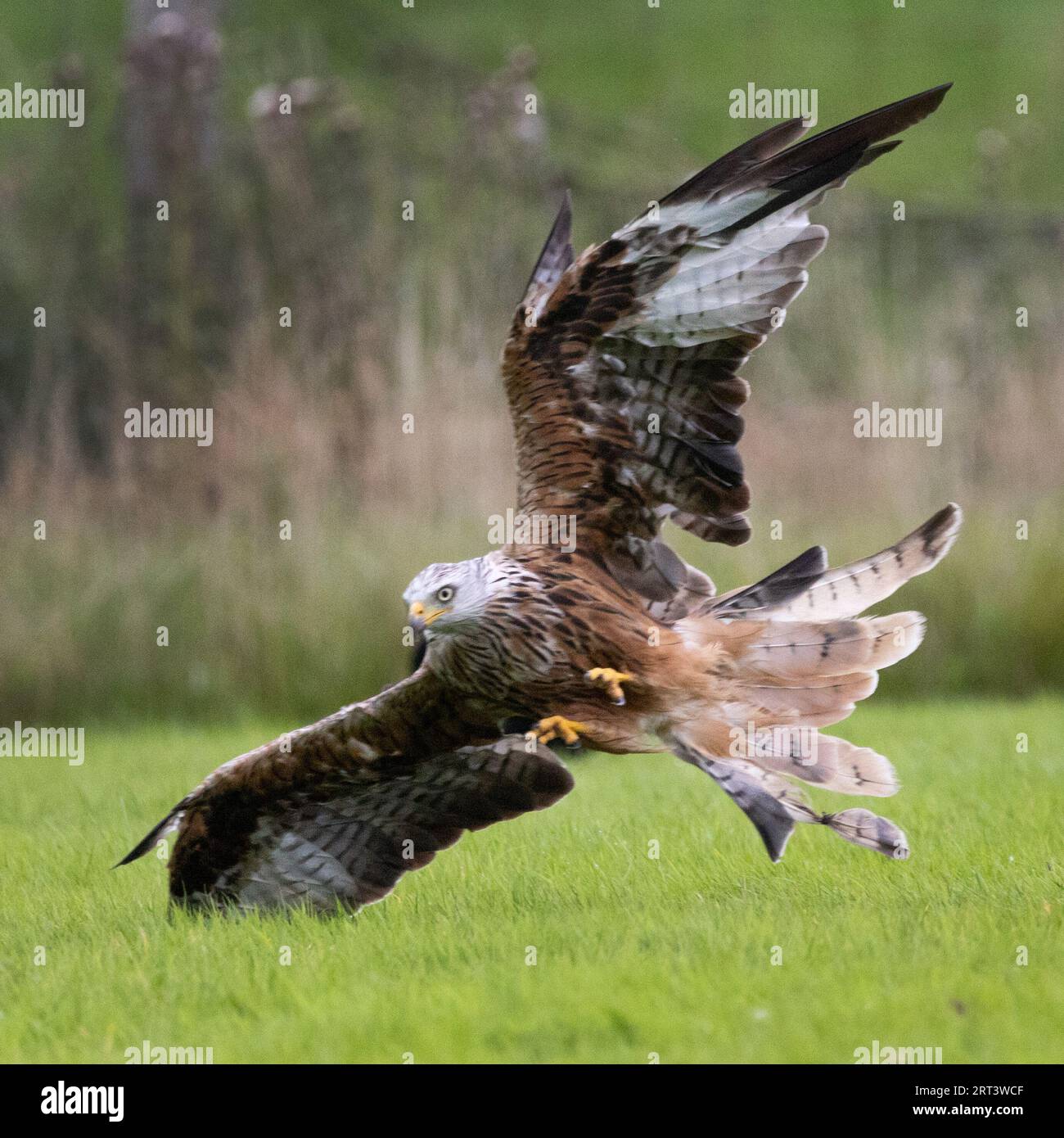 Bird swooping hi-res stock photography and images - Alamy