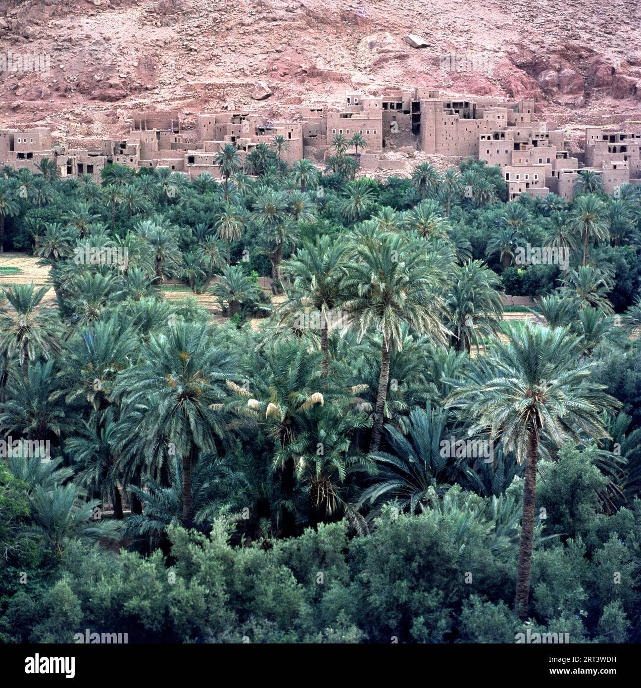 Old Berber architecture in a small village with a lot of palms in the ...