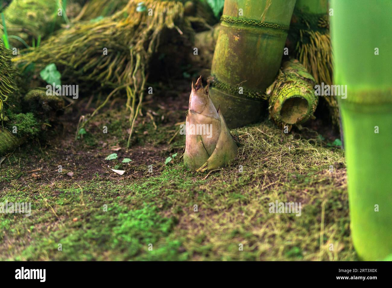 bamboo sprout emerging from the earth in the shade of large bamboo ...