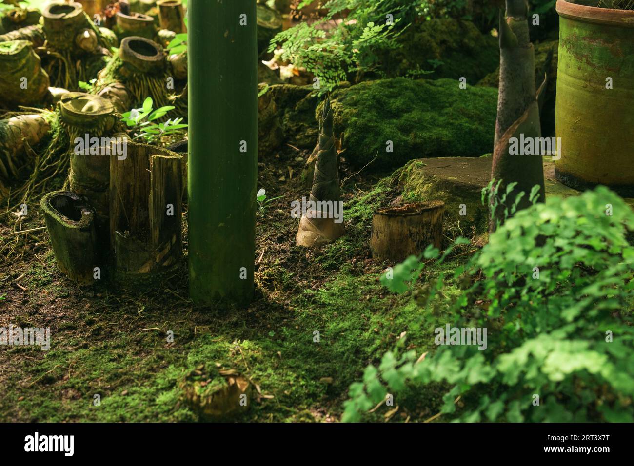 Edible bamboo emerging from ground hi-res stock photography and images ...