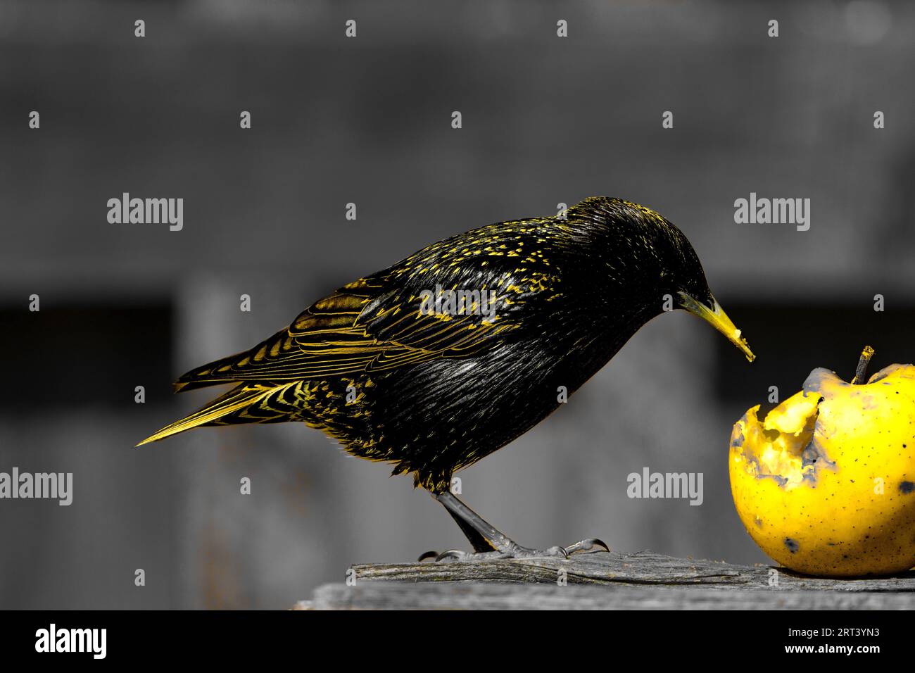 Photo of the bird hi-res stock photography and images - Alamy