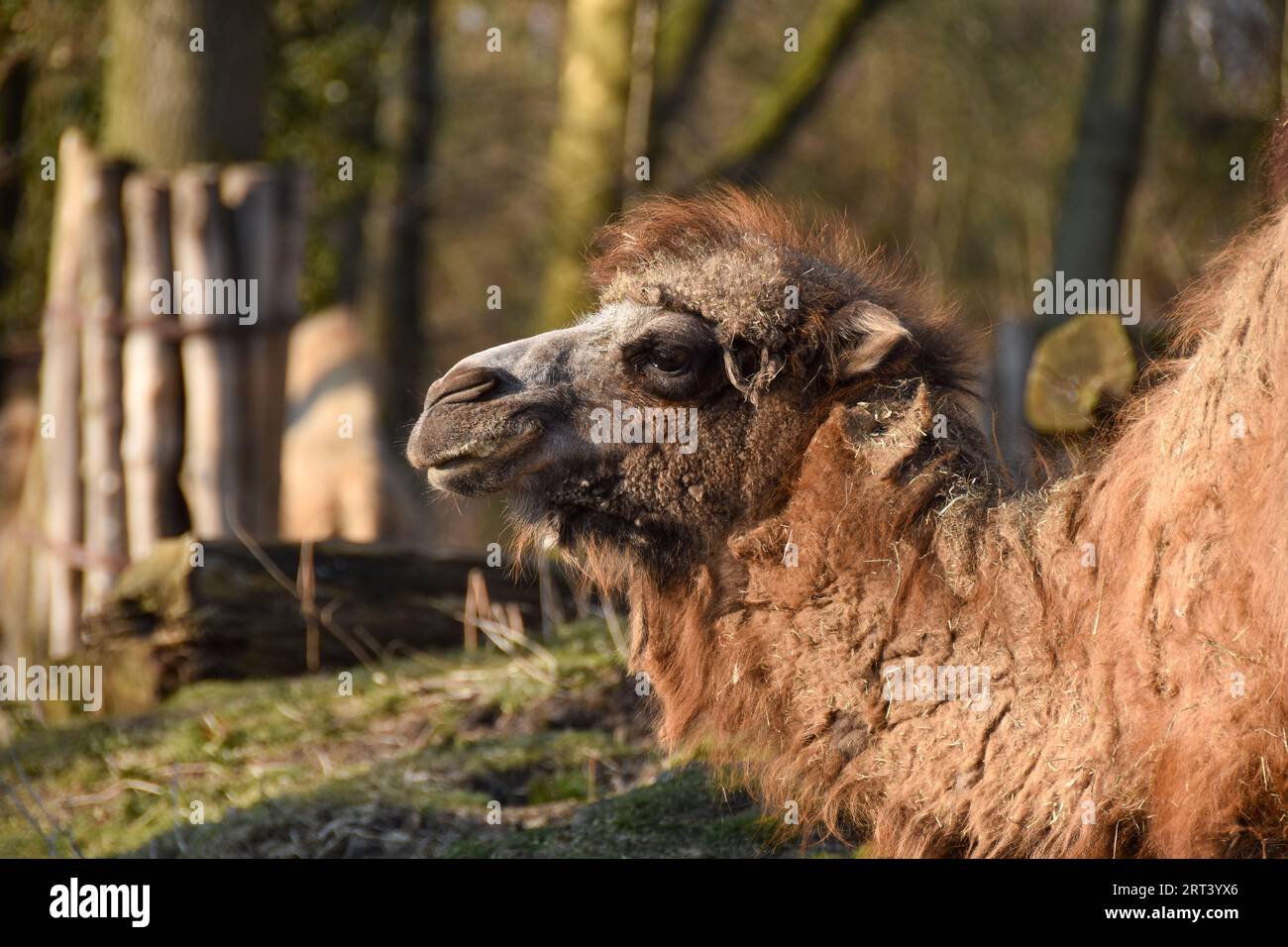 Camel, dromedar in the forest Stock Photo - Alamy
