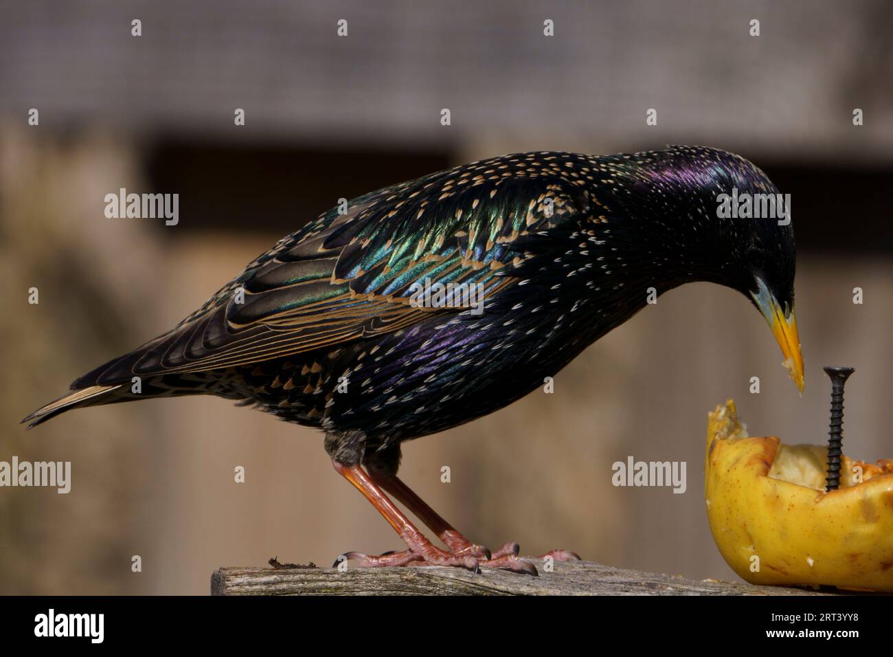 Common starling and yellow apple Stock Photo - Alamy