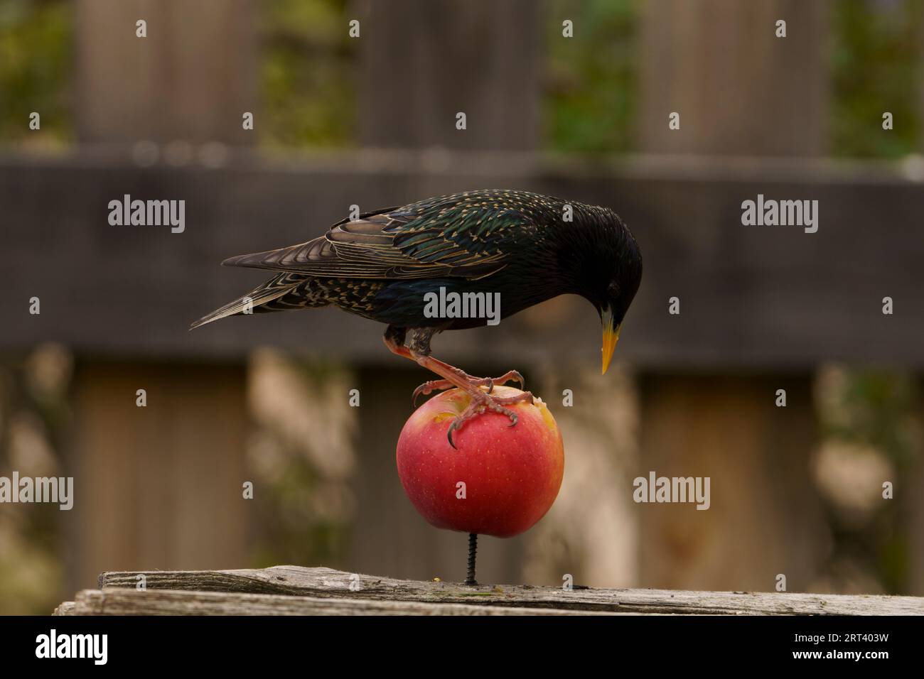 Common starling on red apple Stock Photo - Alamy