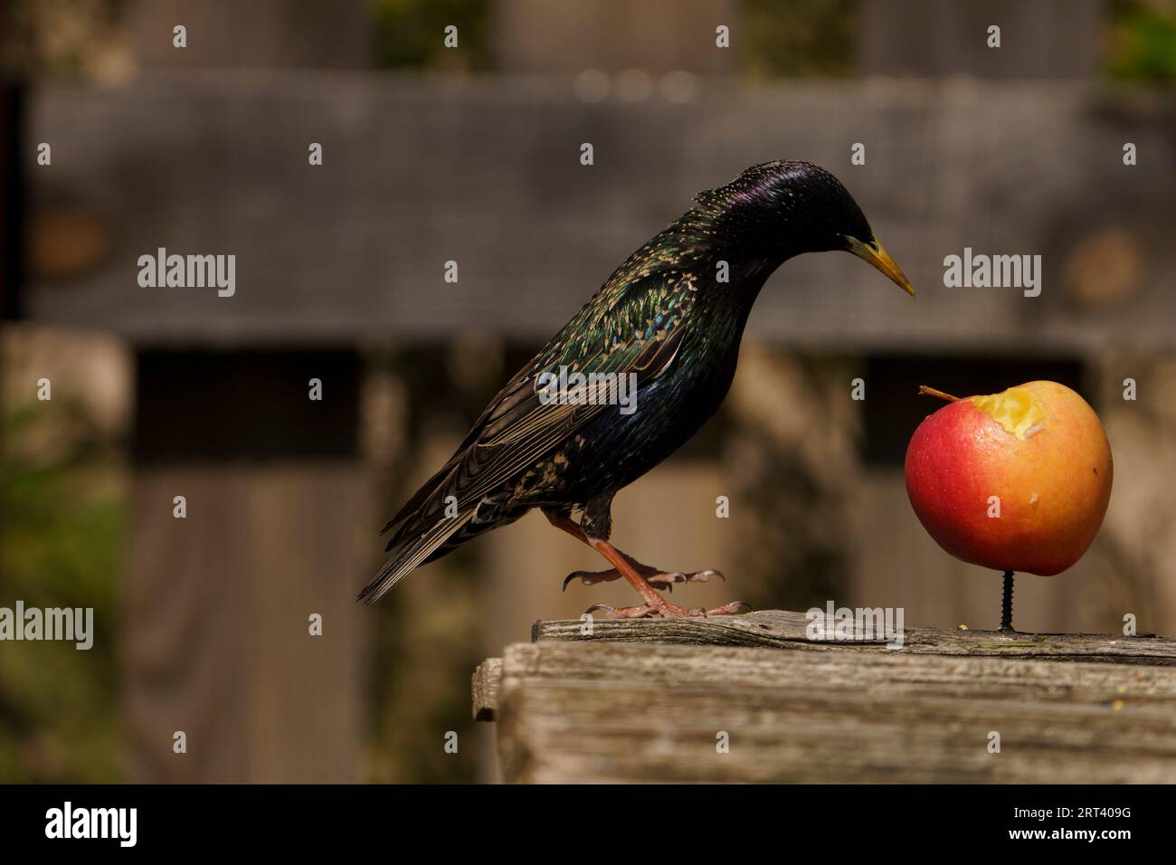 Common starling Sturnus vulgaris eats apple Stock Photo - Alamy
