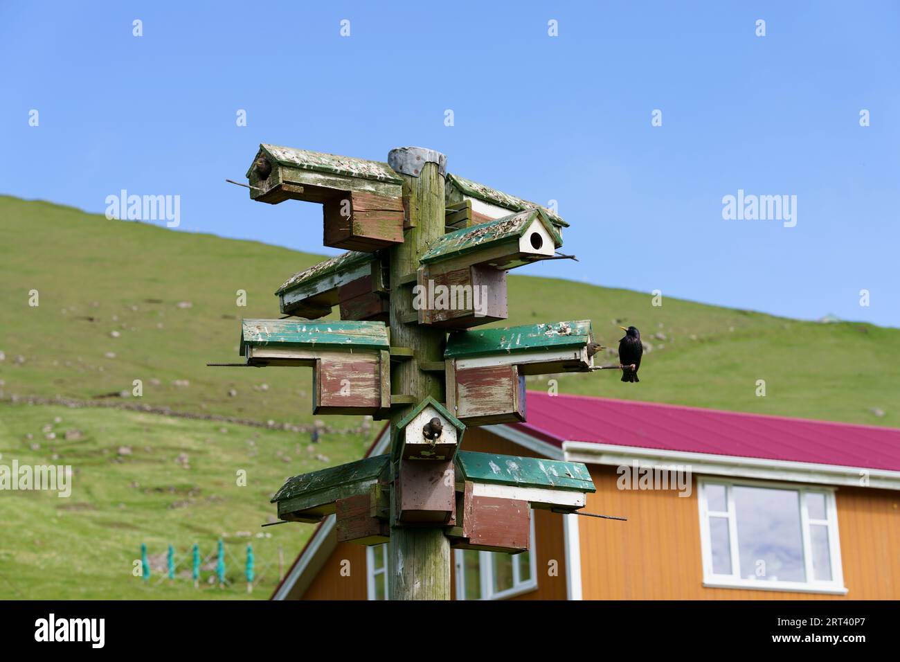 Common starling Sturnus vulgaris at his nesting box with baby starlings ...