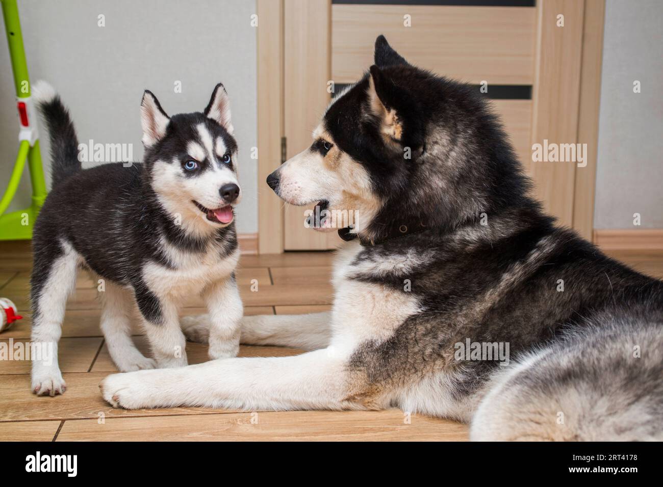 Dogs playing inside hi-res stock photography and images - Alamy