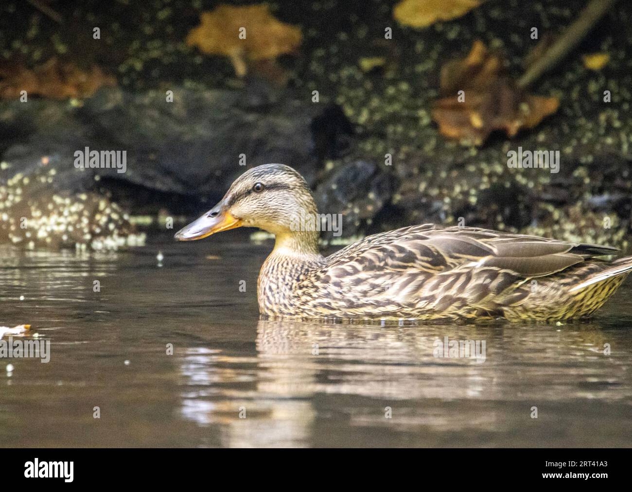 A close-up shot of a Mallard duck gliding on the tranquil surface of a ...