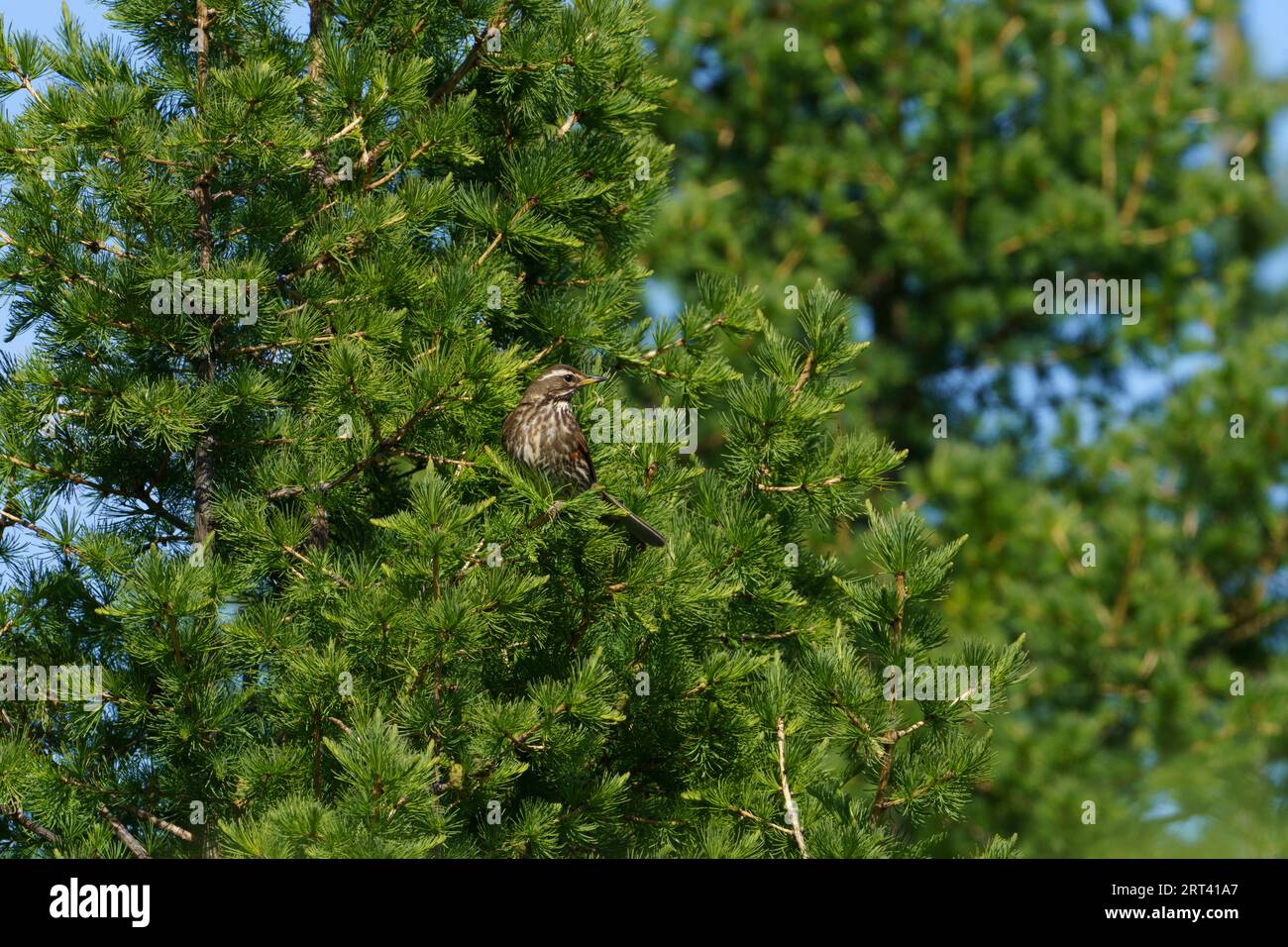 Turdus iliacus Family Turdidae Genus Turdus Redwing wild nature bird ...