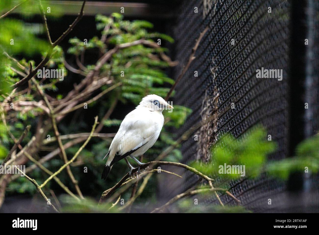 Rare Bali Mynah, native to Bali, Indonesia, spotted in Malaysia ...