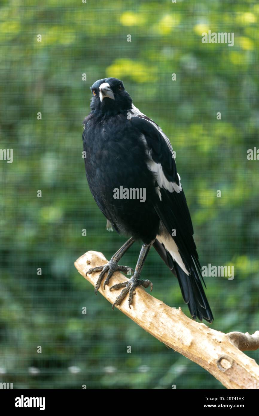 Iconic Australian Magpie, Gymnorhina tibicen, native to Australia ...