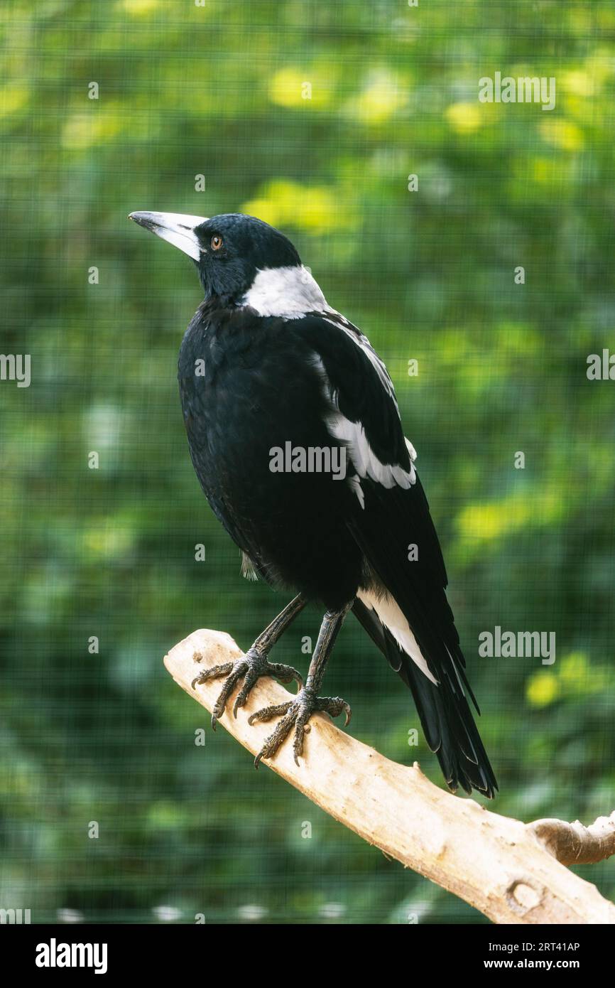 Iconic Australian Magpie, Gymnorhina tibicen, native to Australia ...