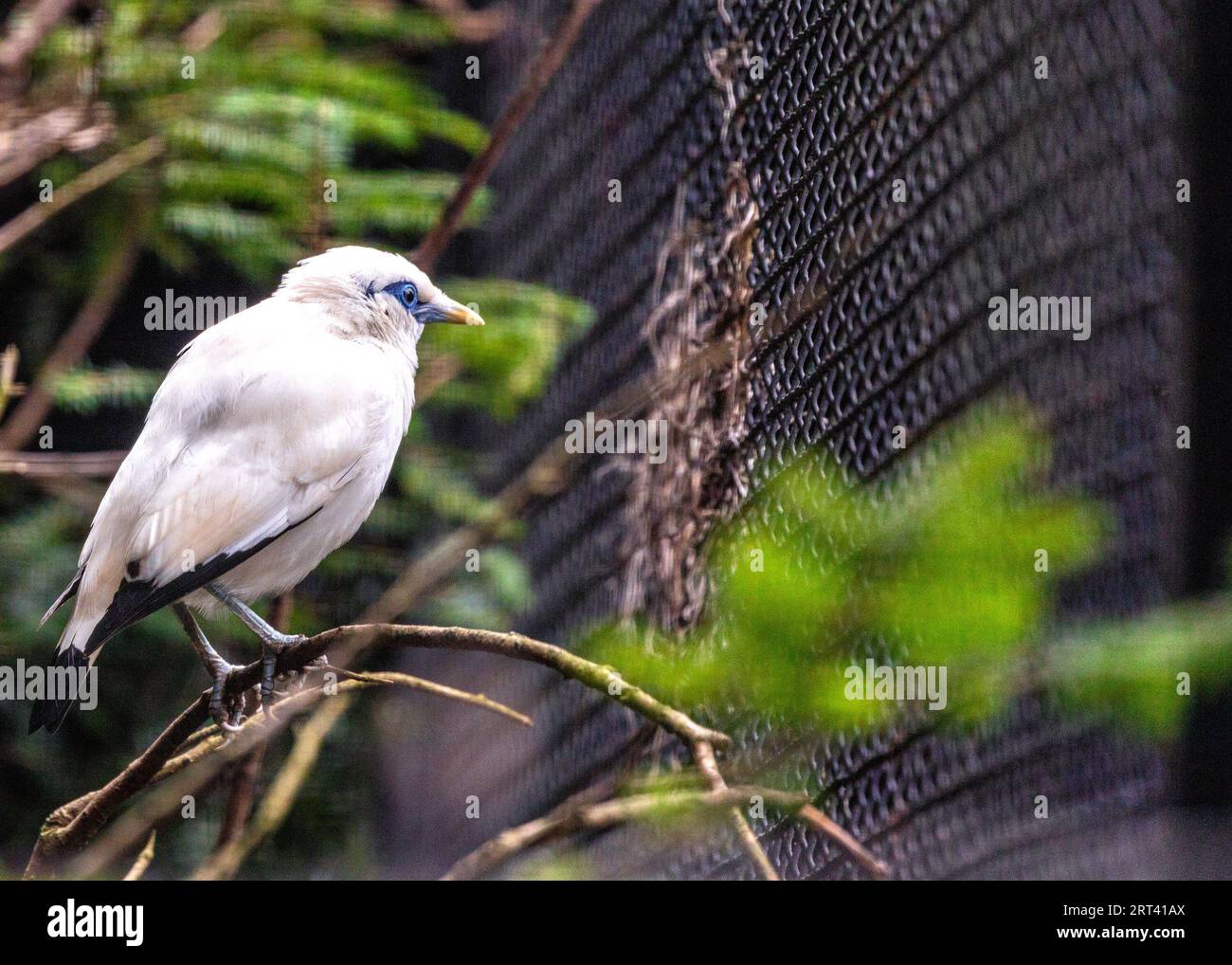 Rare Bali Mynah, native to Bali, Indonesia, spotted in Malaysia ...