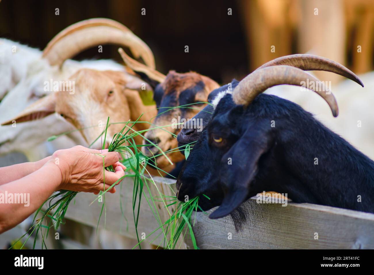 In the summer heat, the woman takes pleasure in feeding the small goats ...
