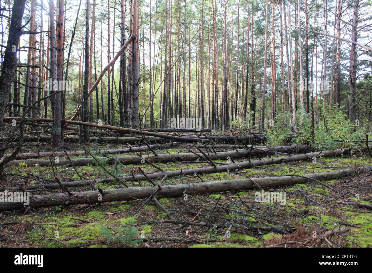 A burnt forest with fallen trunks of trees, spruces, pines. Revival ...