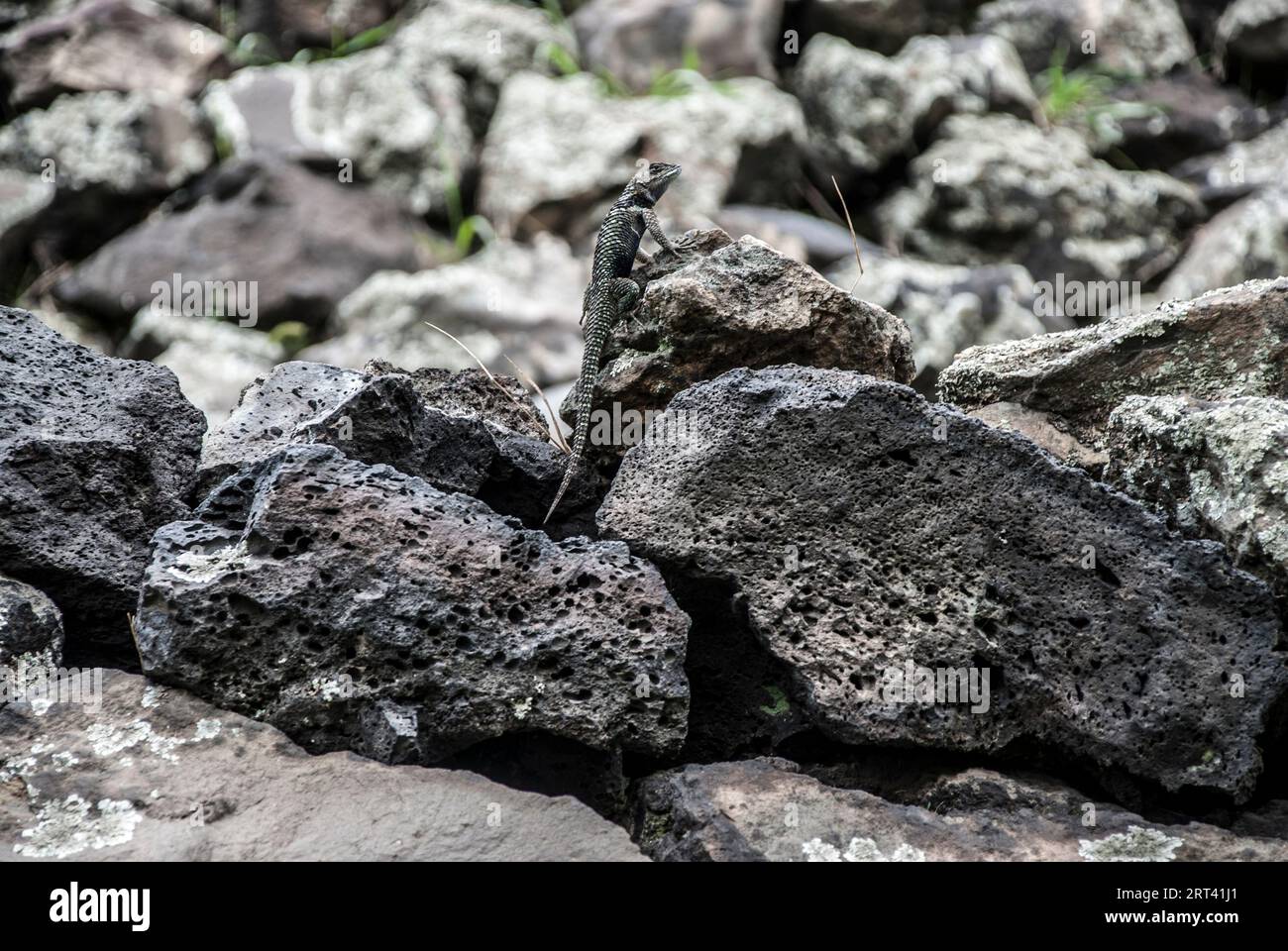 Volcanic rock ground texture hi-res stock photography and images - Alamy