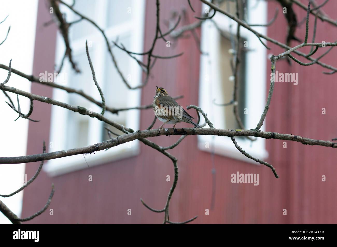 Turdus iliacus Family Turdidae Genus Turdus Redwing wild nature bird ...