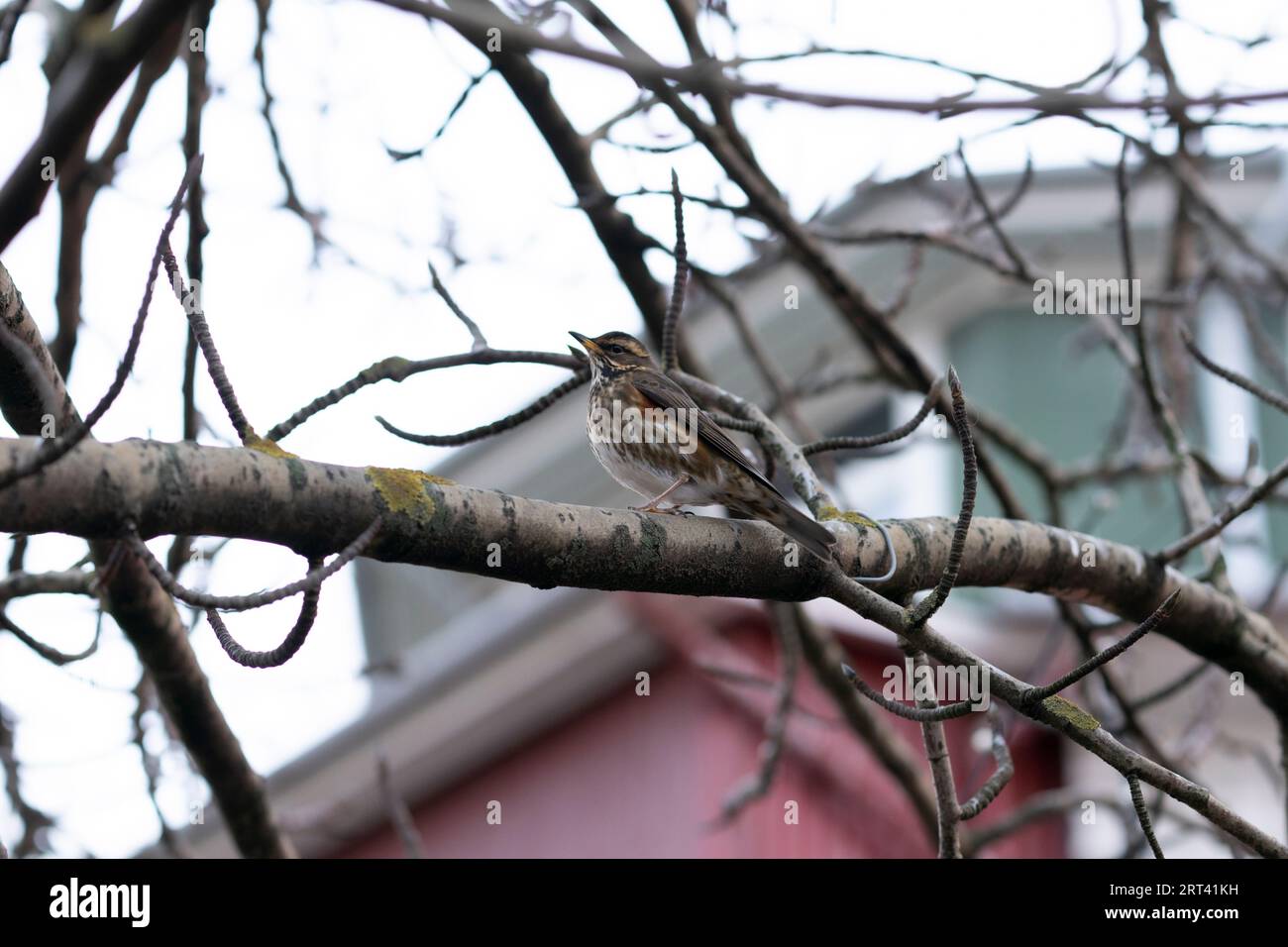 Turdus iliacus Family Turdidae Genus Turdus Redwing wild nature bird ...
