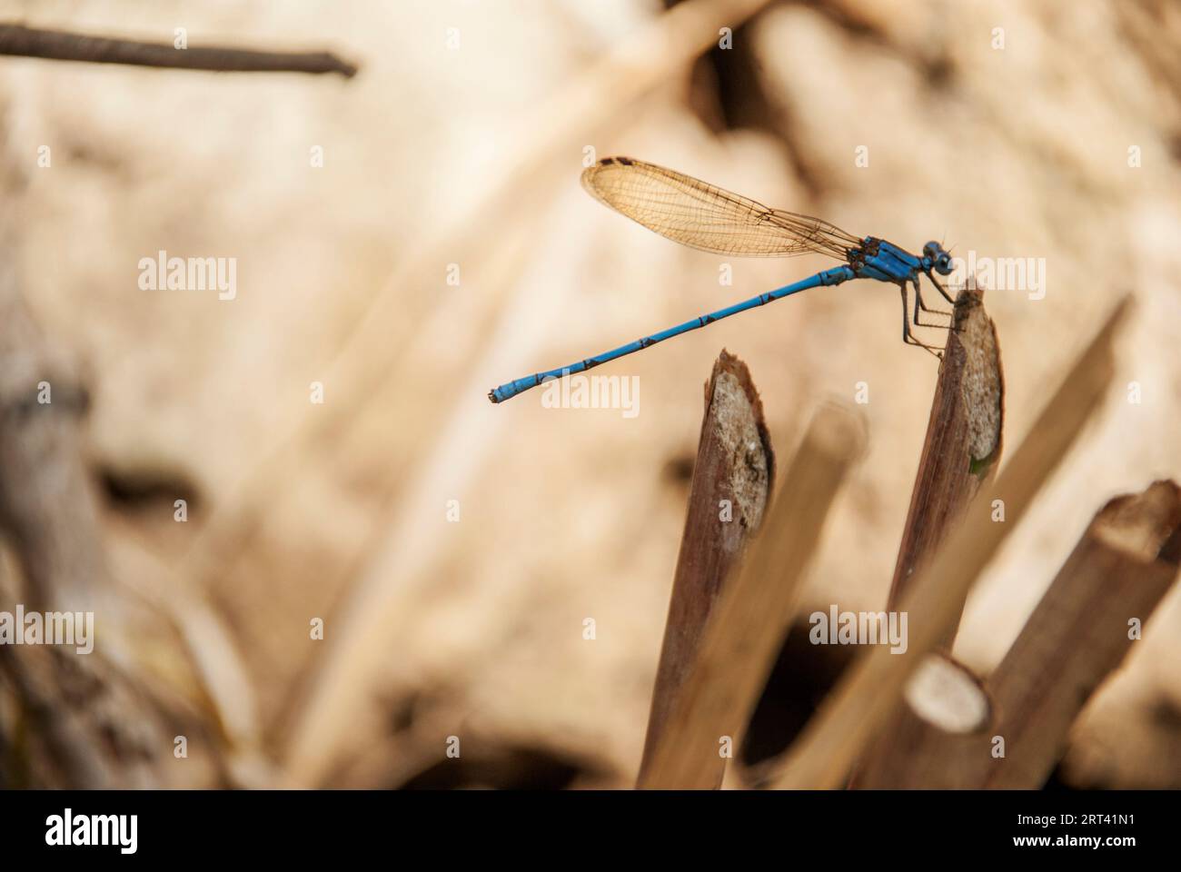 Beautiful small dragonfly standing hi-res stock photography and images ...