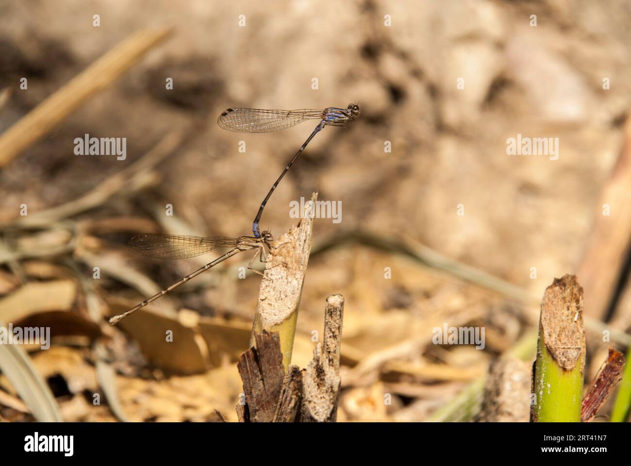Beautiful small dragonfly standing hi-res stock photography and images ...