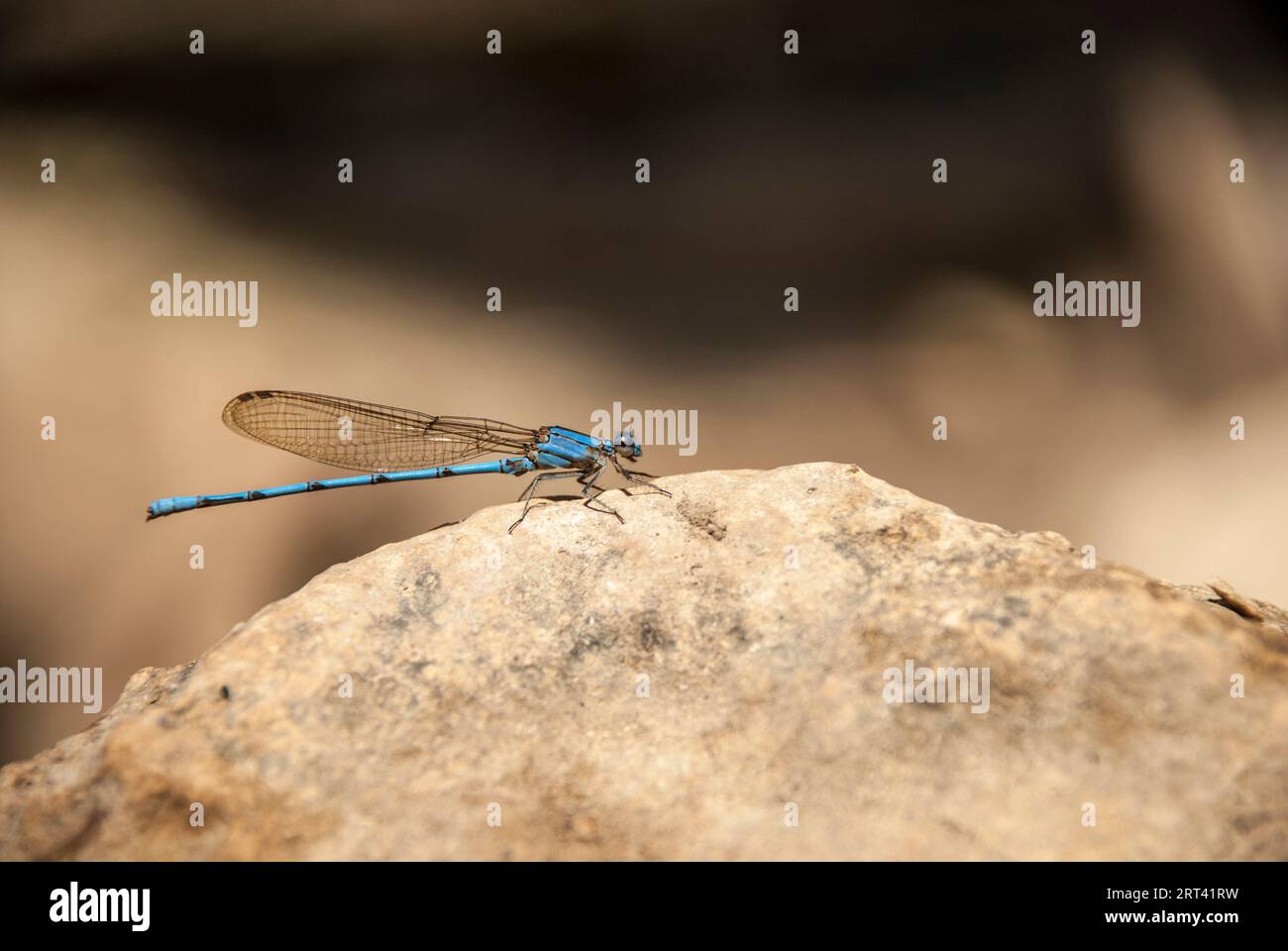 A blue dragonfly standing on a branch Stock Photo - Alamy