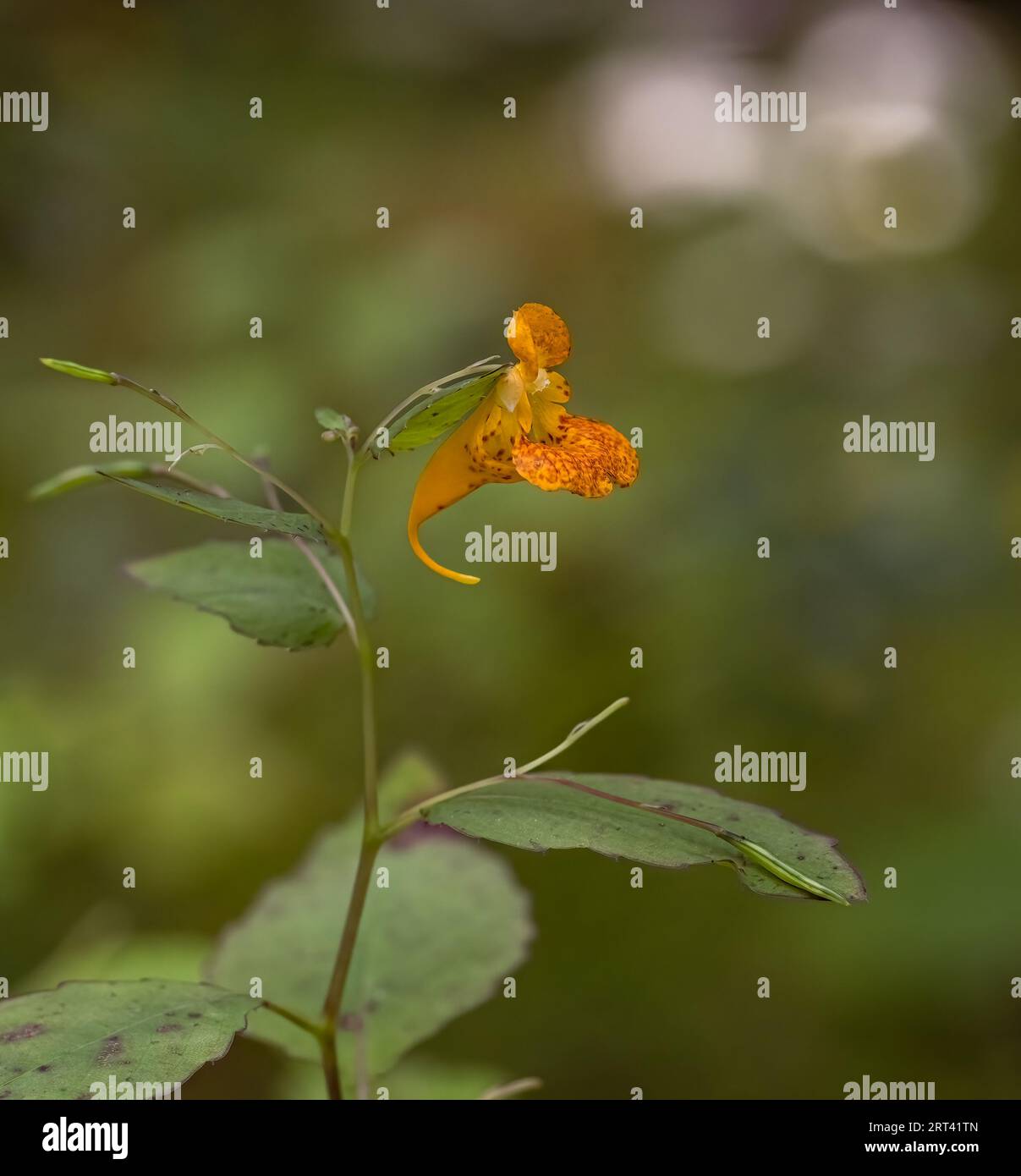 An orange Jewelweed wildflower blossom with green bokeh background ...
