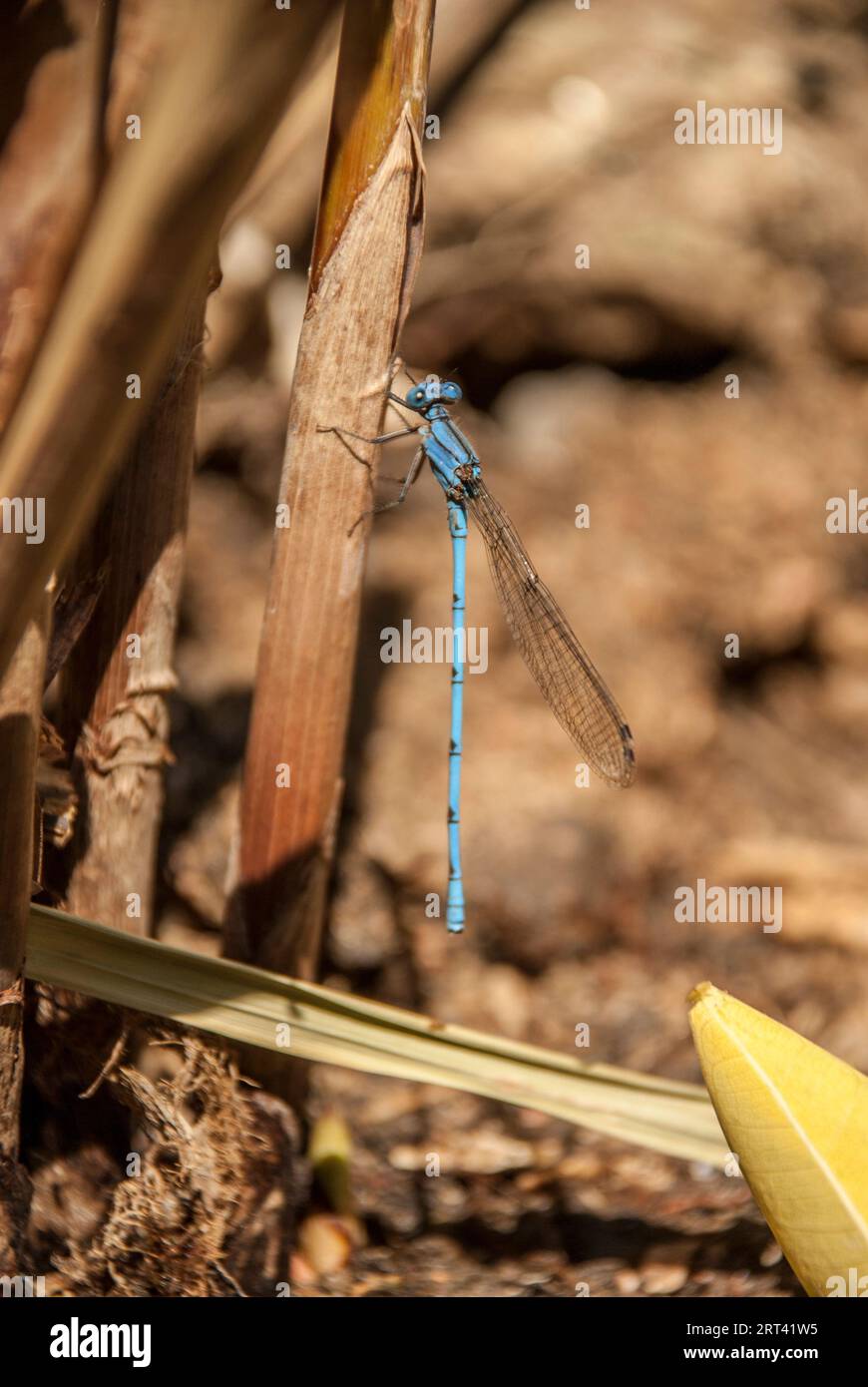 A blue dragonfly standing on a branch Stock Photo - Alamy