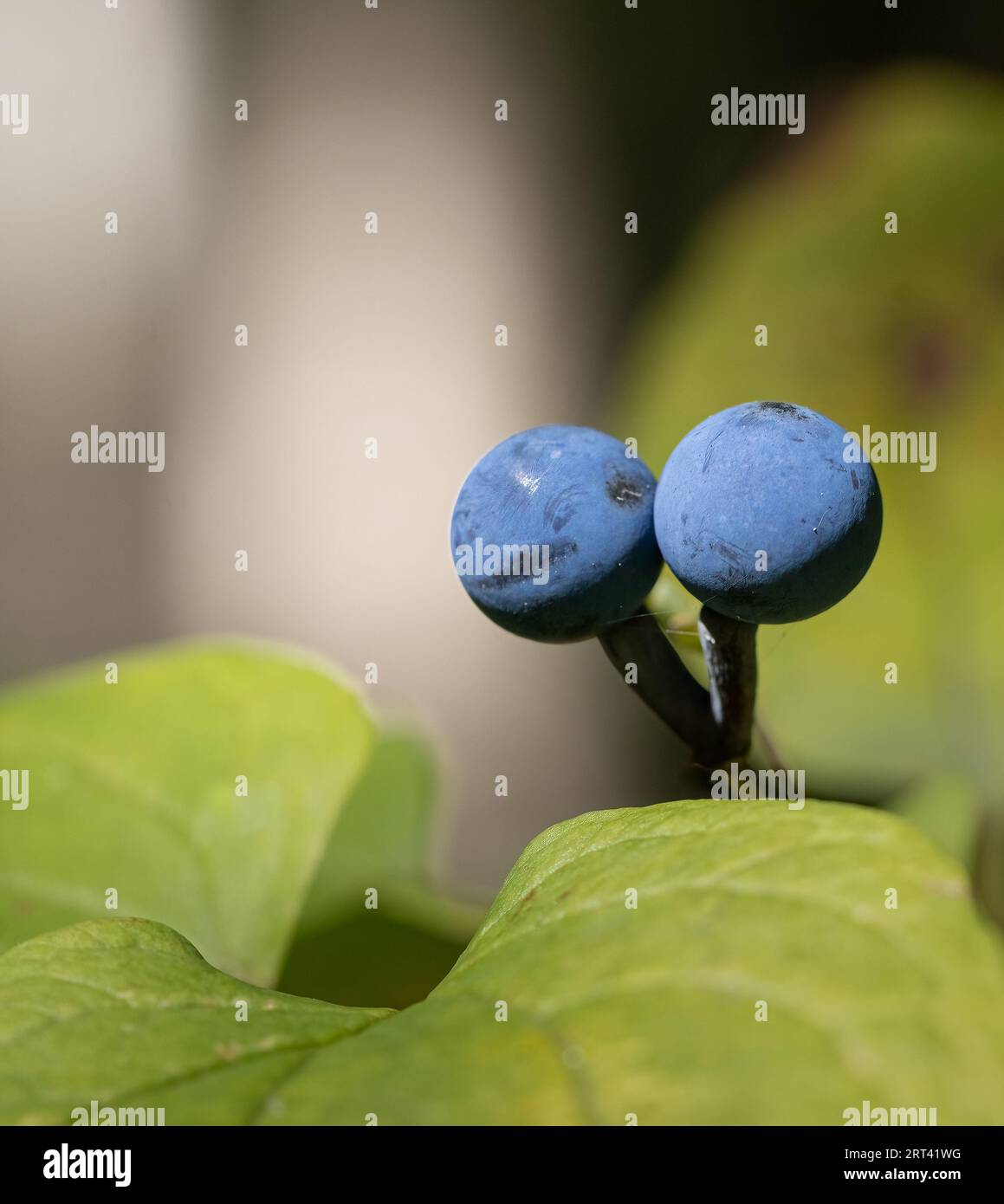 Thalictroides hi-res stock photography and images - Alamy