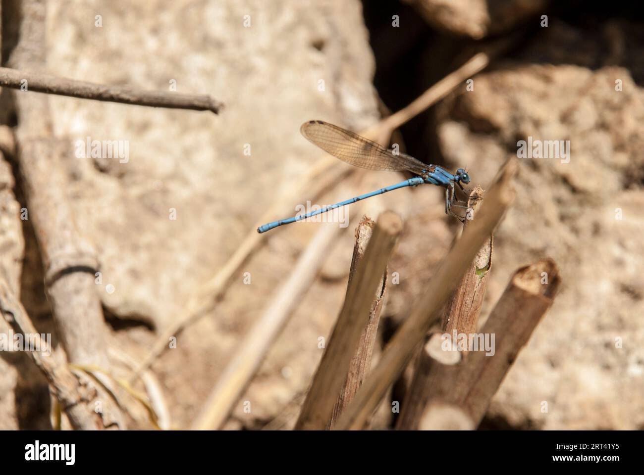 A blue dragonfly standing on a branch Stock Photo - Alamy