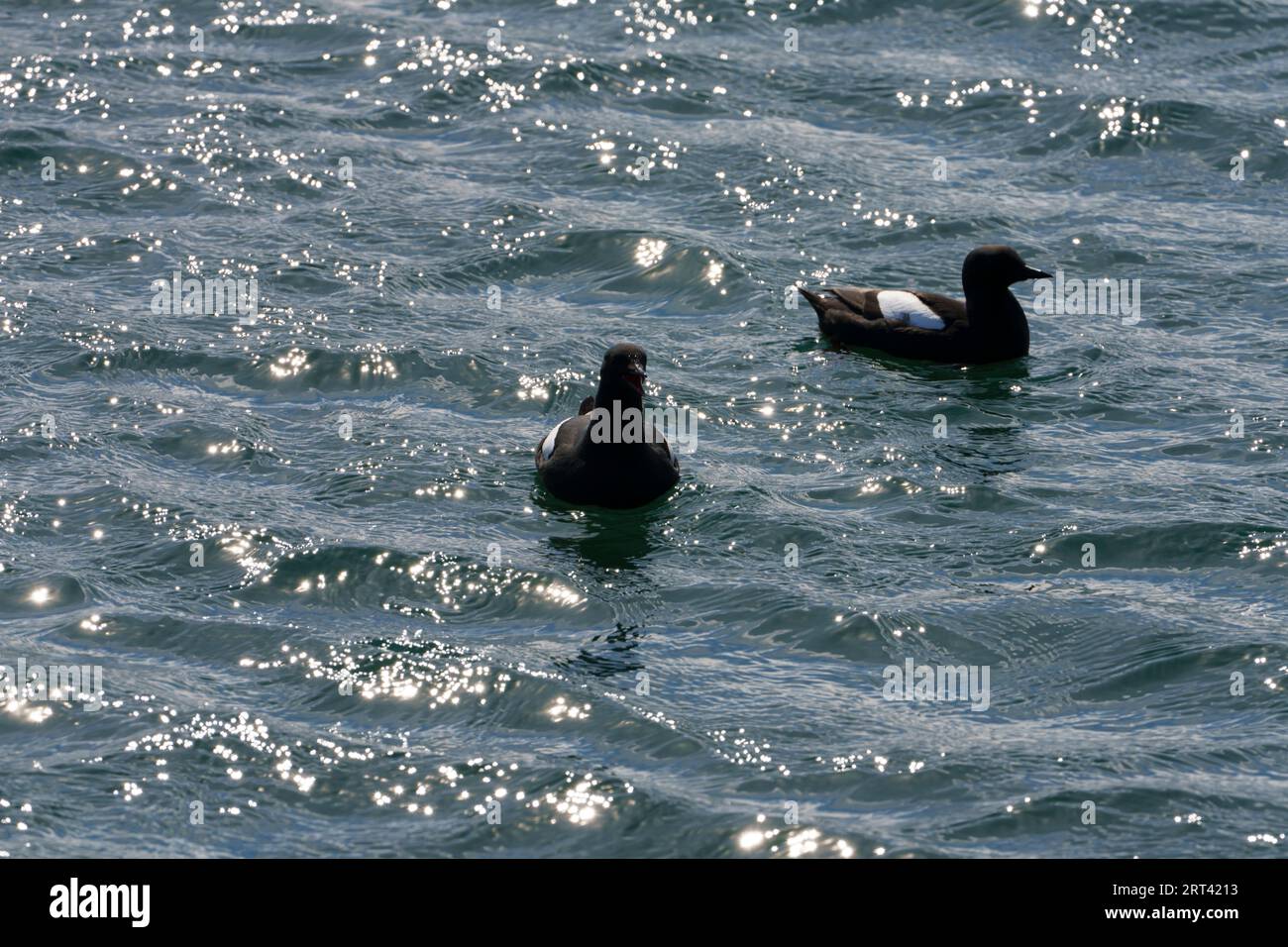 Cepphus grylle Family Alcidae Genus Cepphus Black guillemot Tystie wild ...