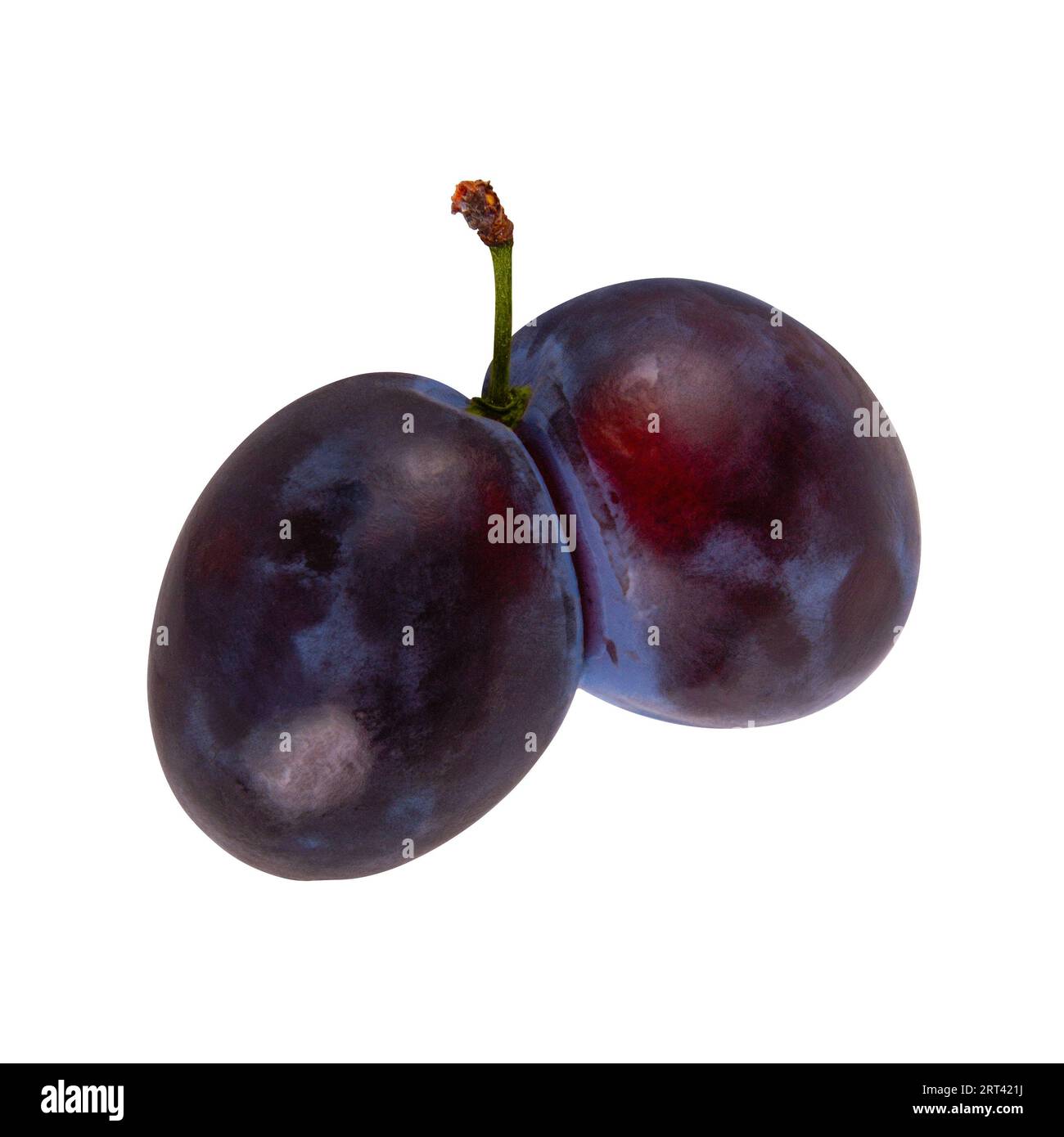 Two plums entwined as conjoined fruits isolated on white background ...