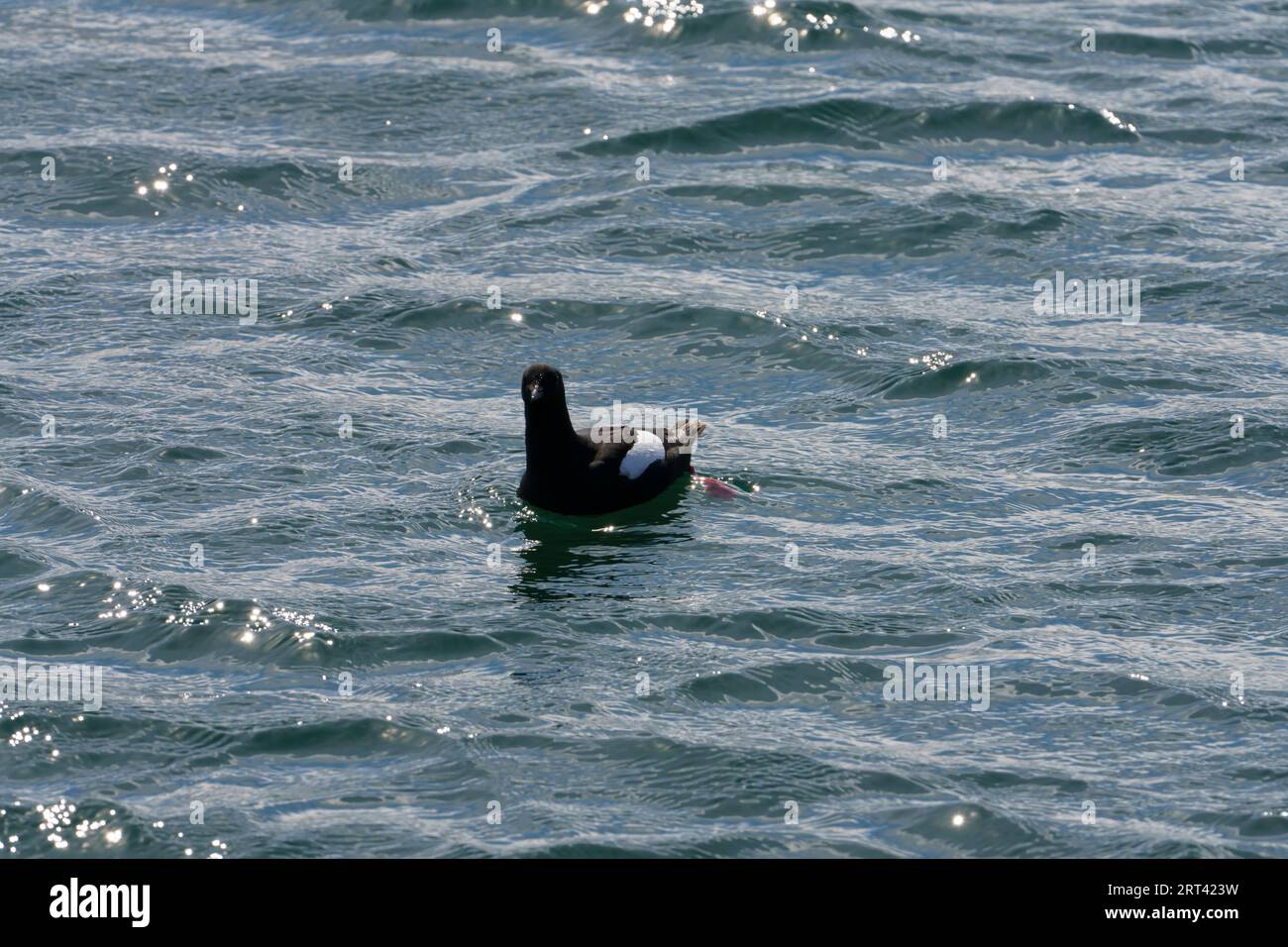 Cepphus grylle Family Alcidae Genus Cepphus Black guillemot Tystie wild ...